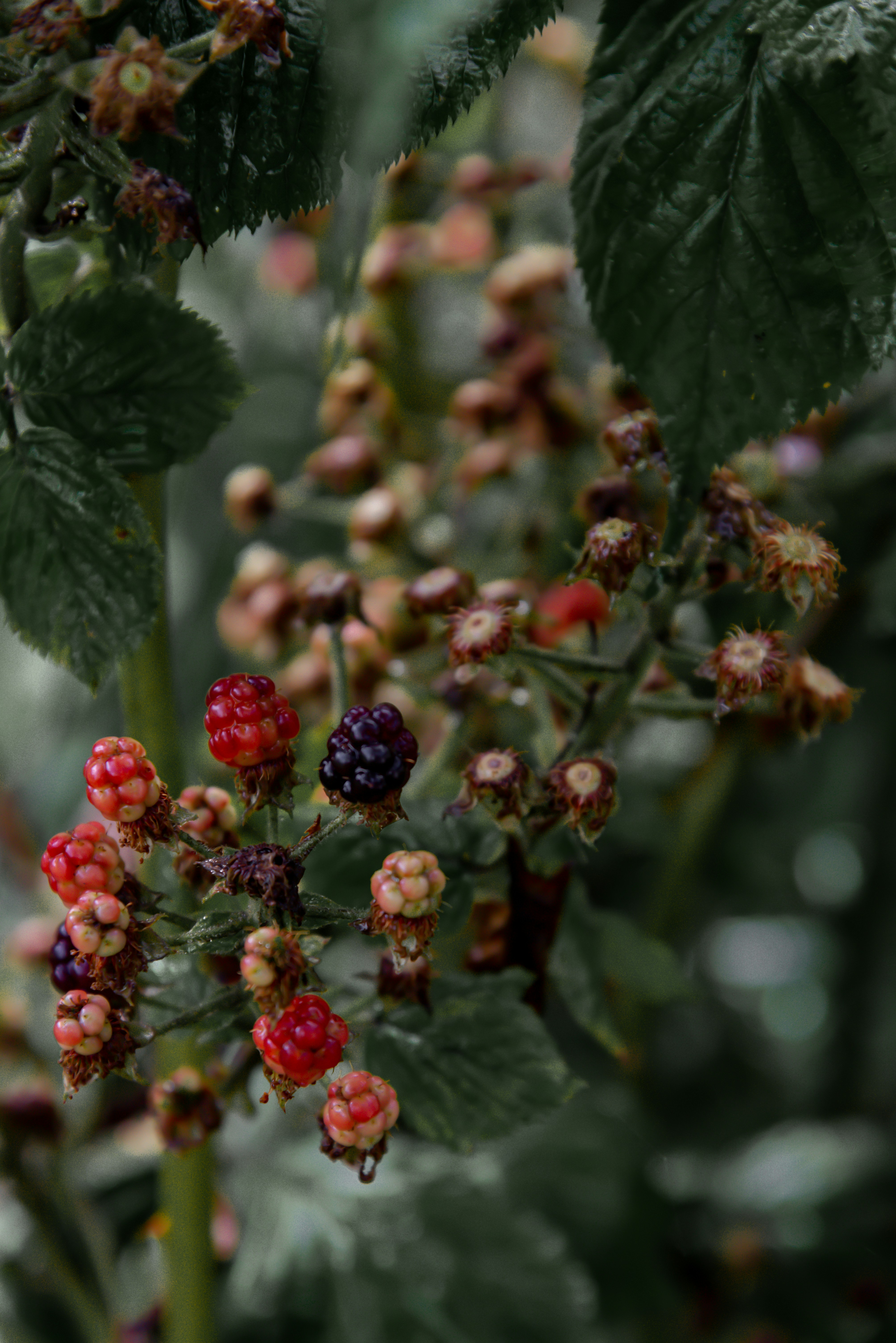 Red and Dark Berries Cluster with Fuzzed Green Backdrop