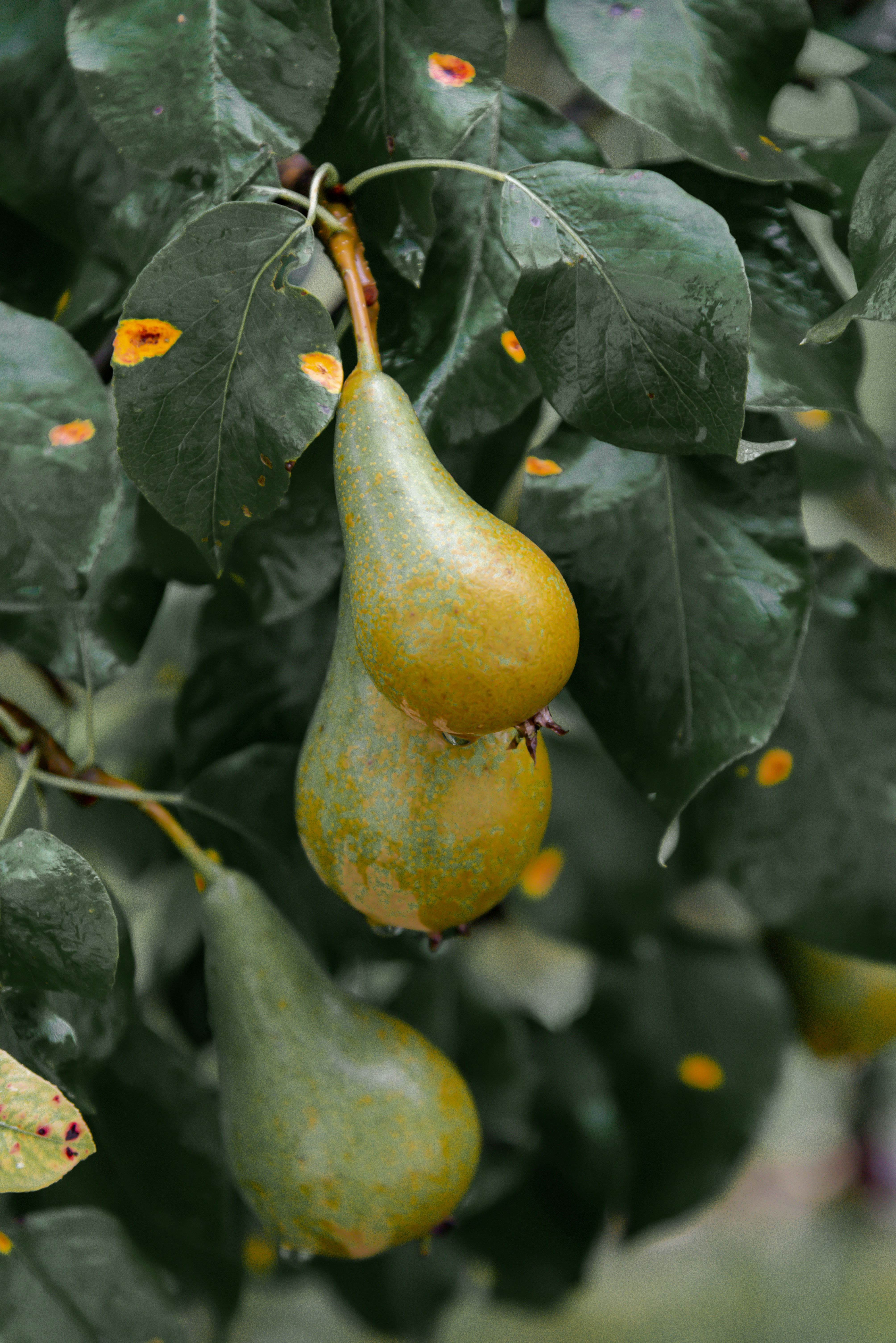 Golden pears in a leafy frame reveal ripening fruit amid shaded foliage