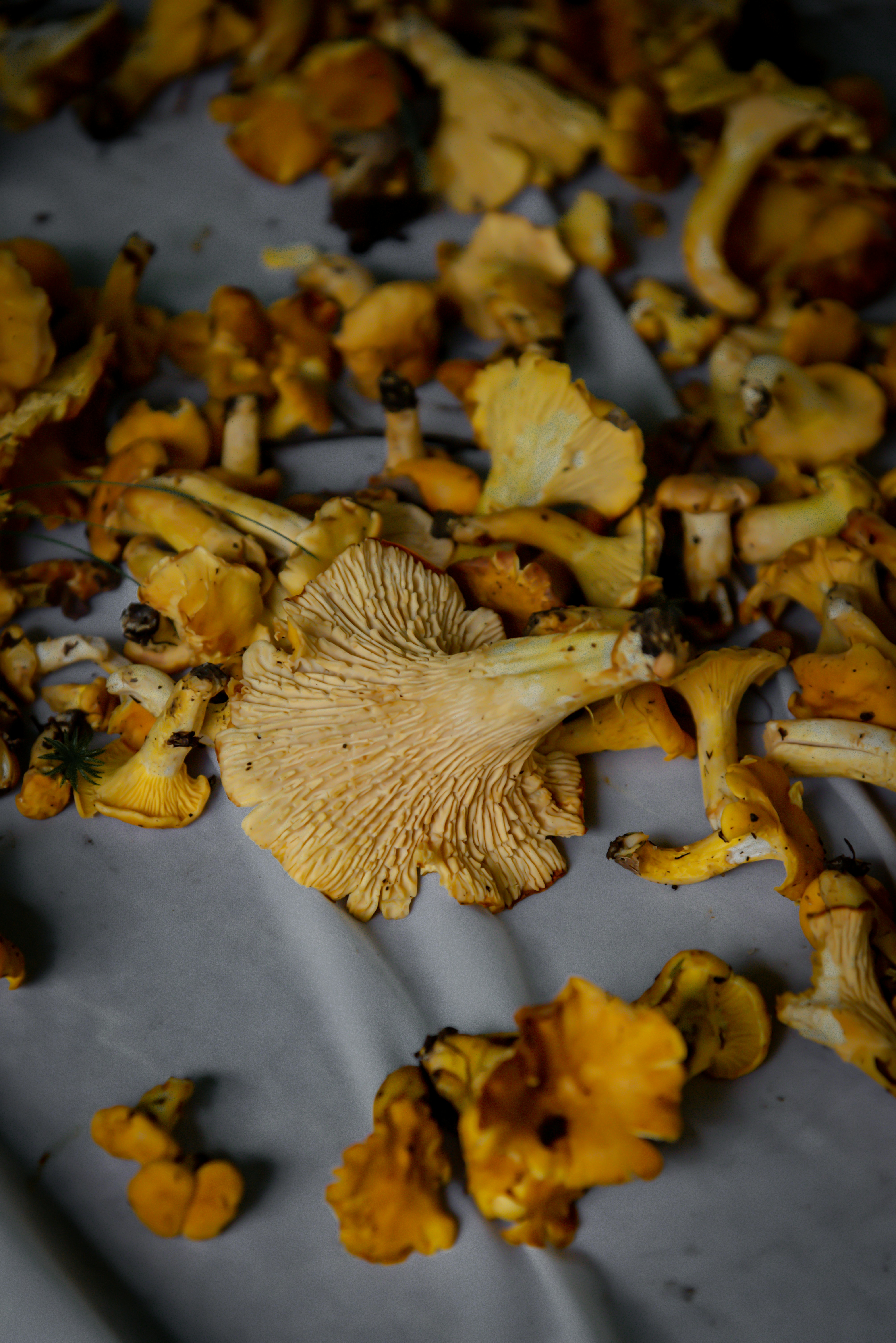 Autumn Choir: A Central Mushroom Among Golden Fragments