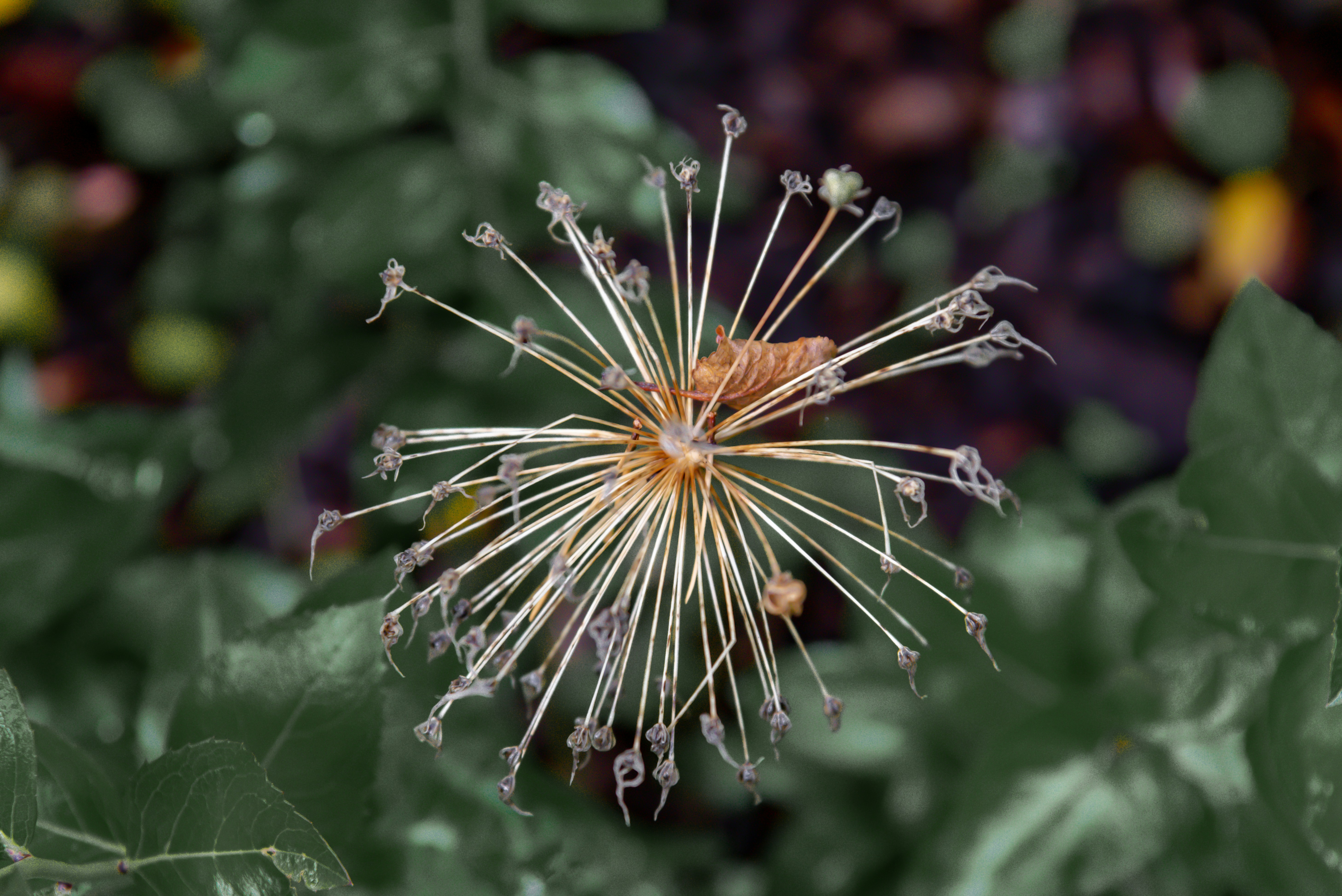 Dandelion Sunburst: A Closeup of Seed Spikes Against Dark Greens