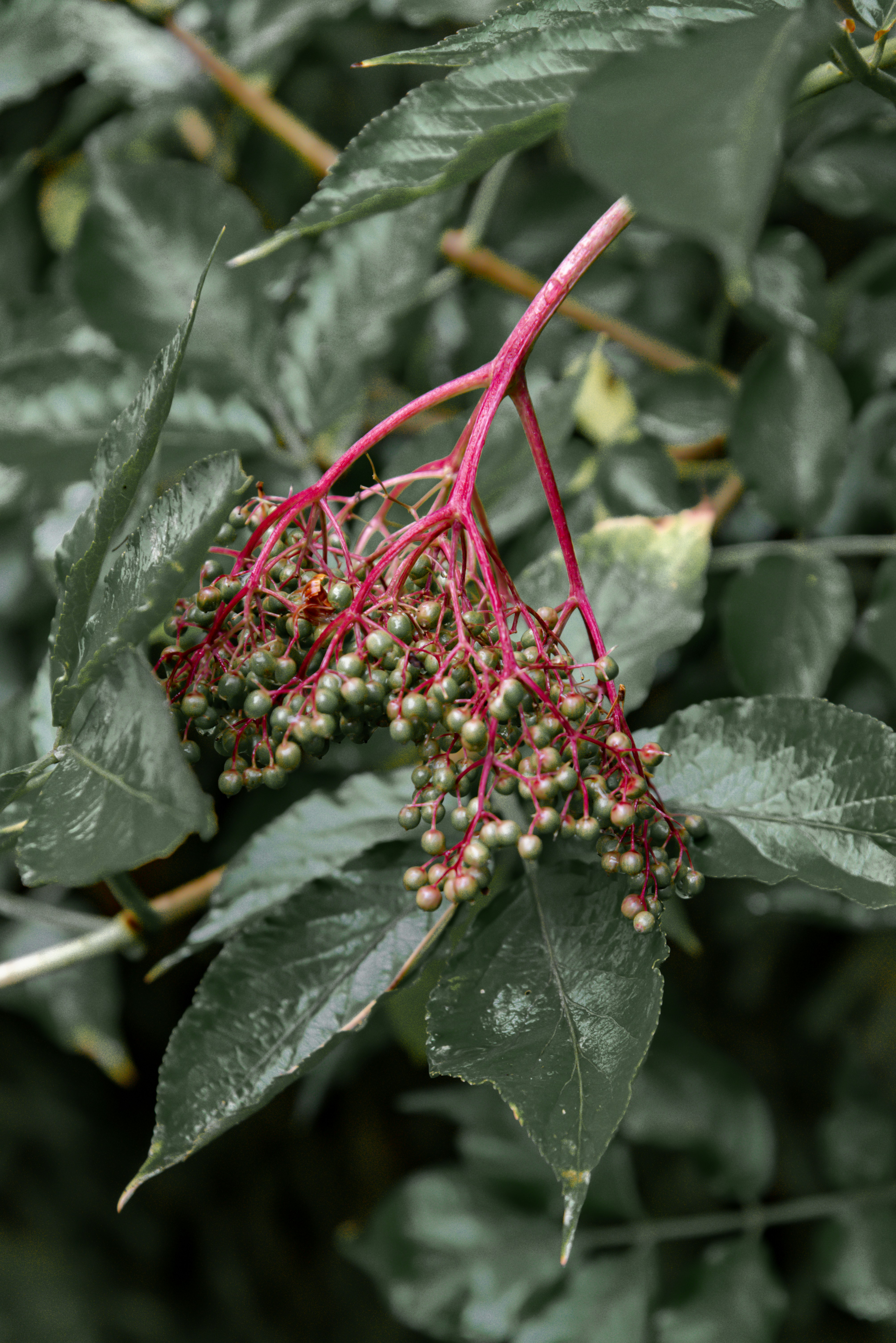 Red-ribbed berry cluster on a dusk-green vine