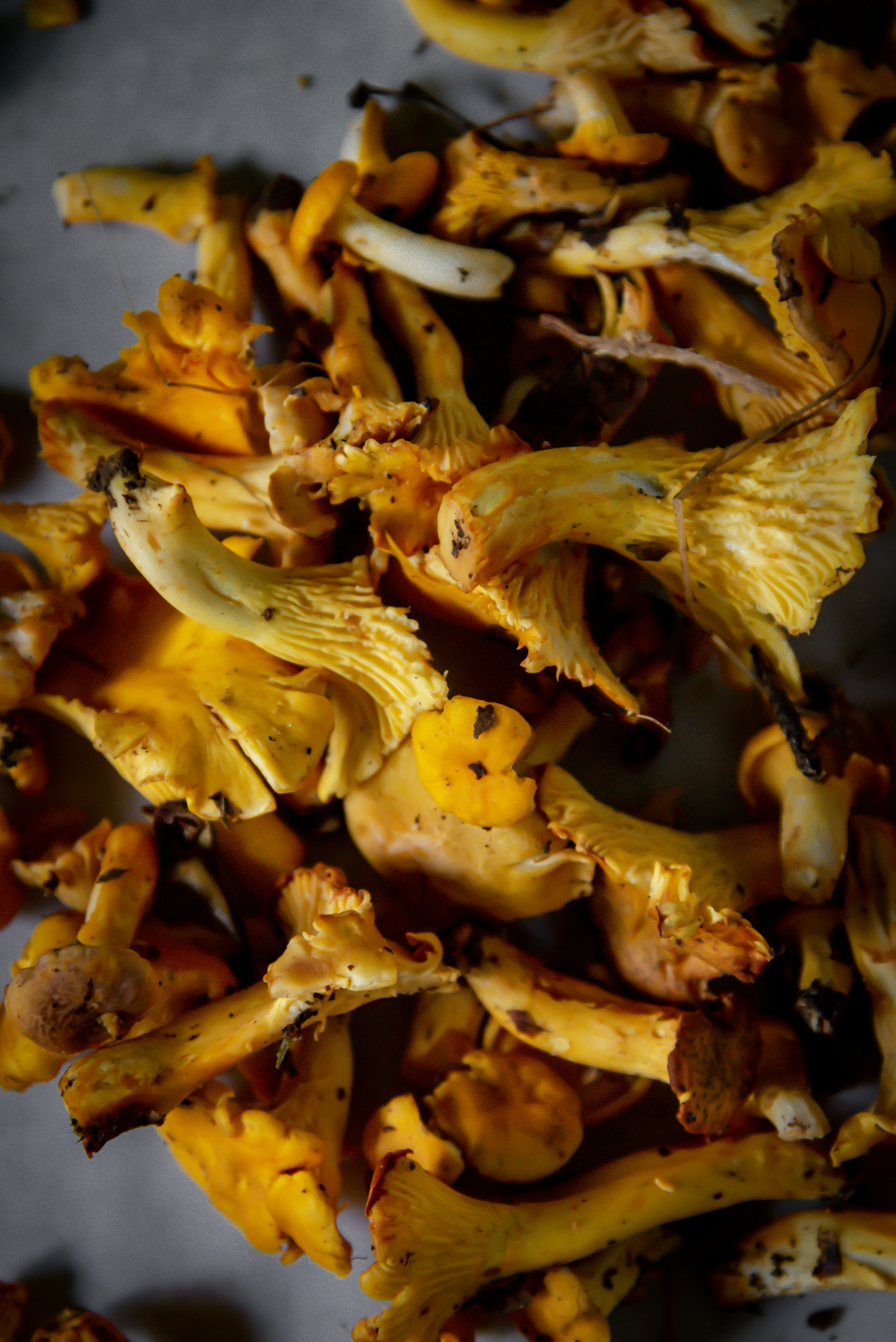 Golden Chanterelles: A dense Tangle of Freshly Gathered Fungi