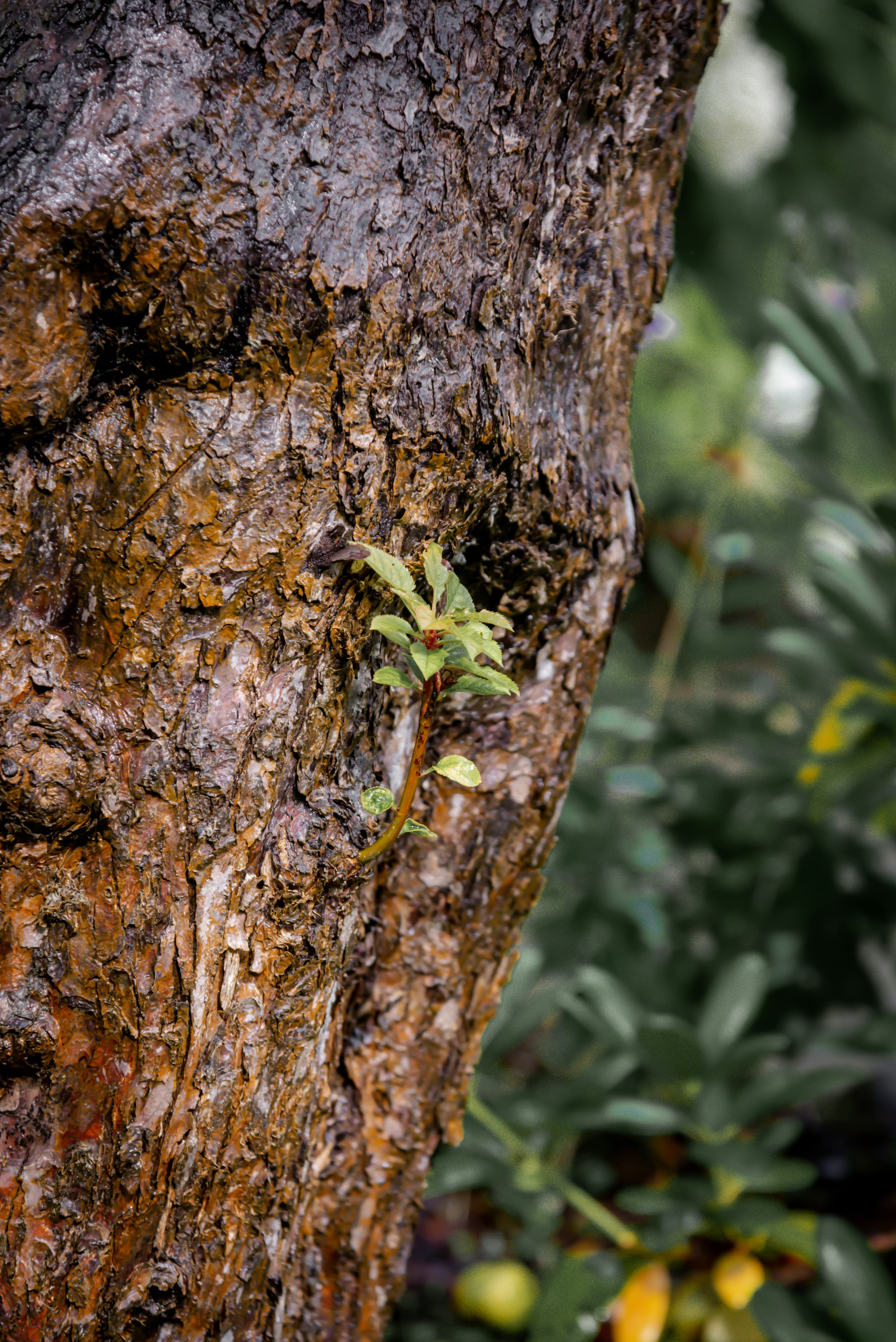 Leafy shoot sprouting from the tree trunk amid rugged bark, with blurred greenery in the background.
