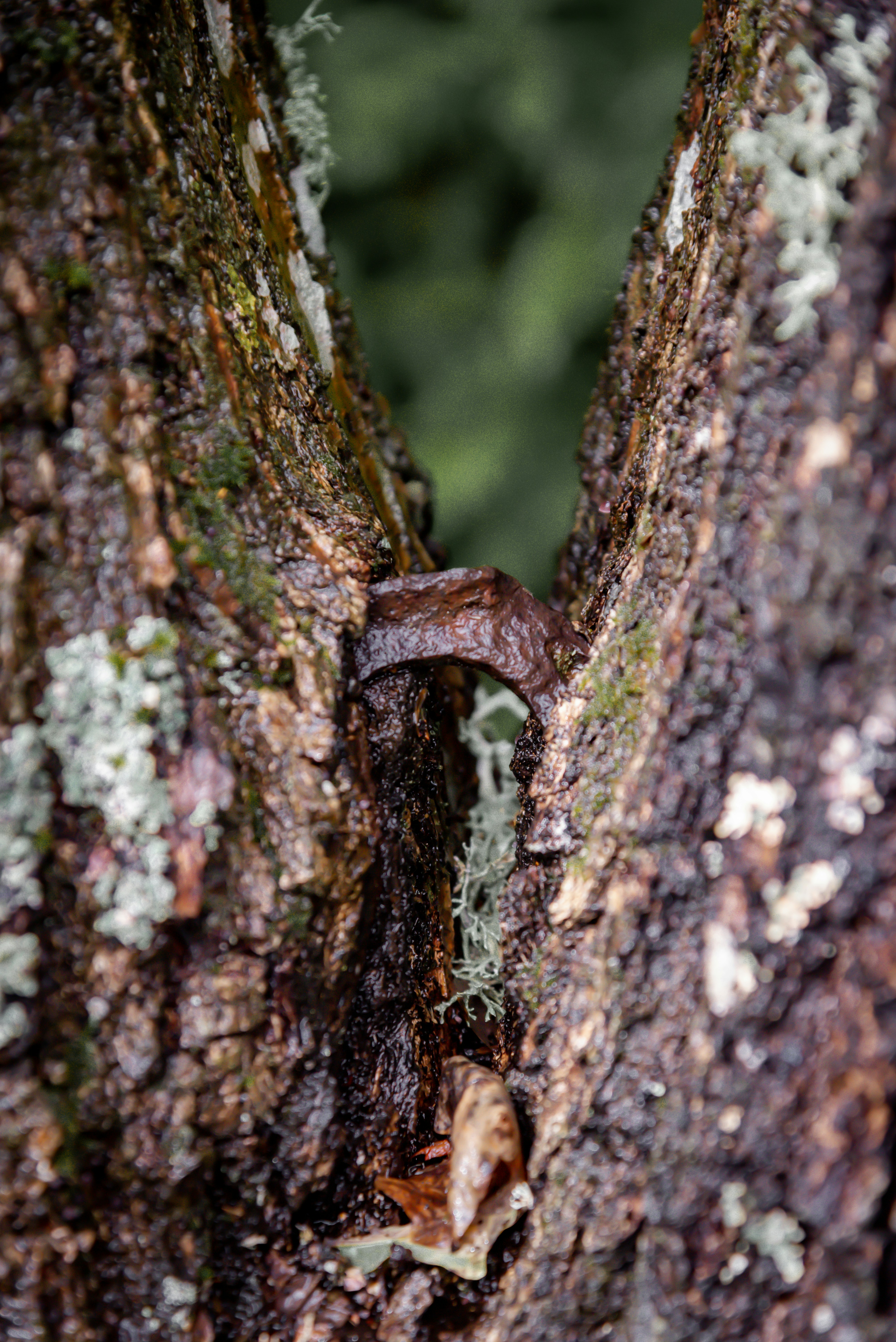 Between the Bark: A Quince of Fissures and Moss