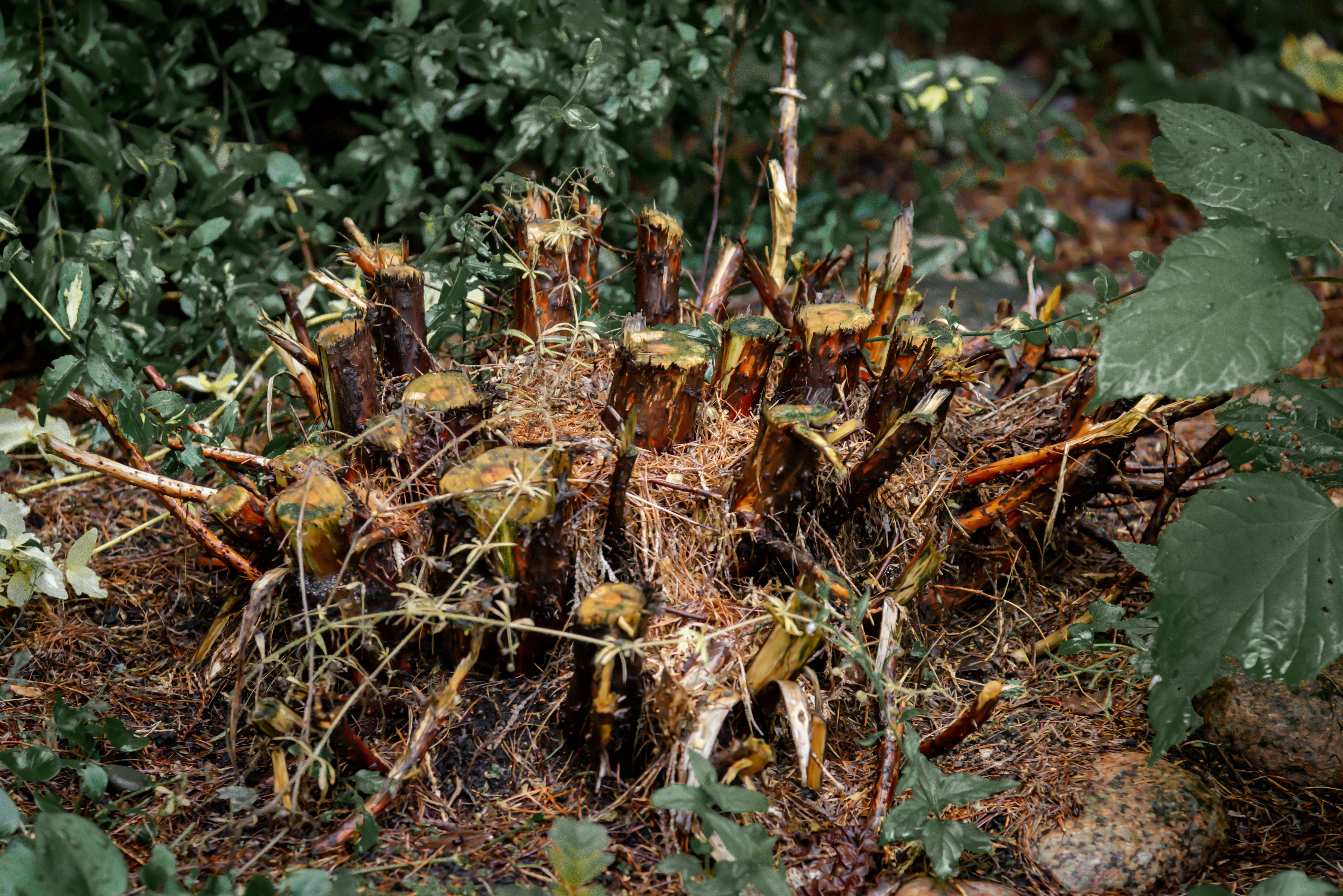 Smoldering Stumps in a Quiet Understory