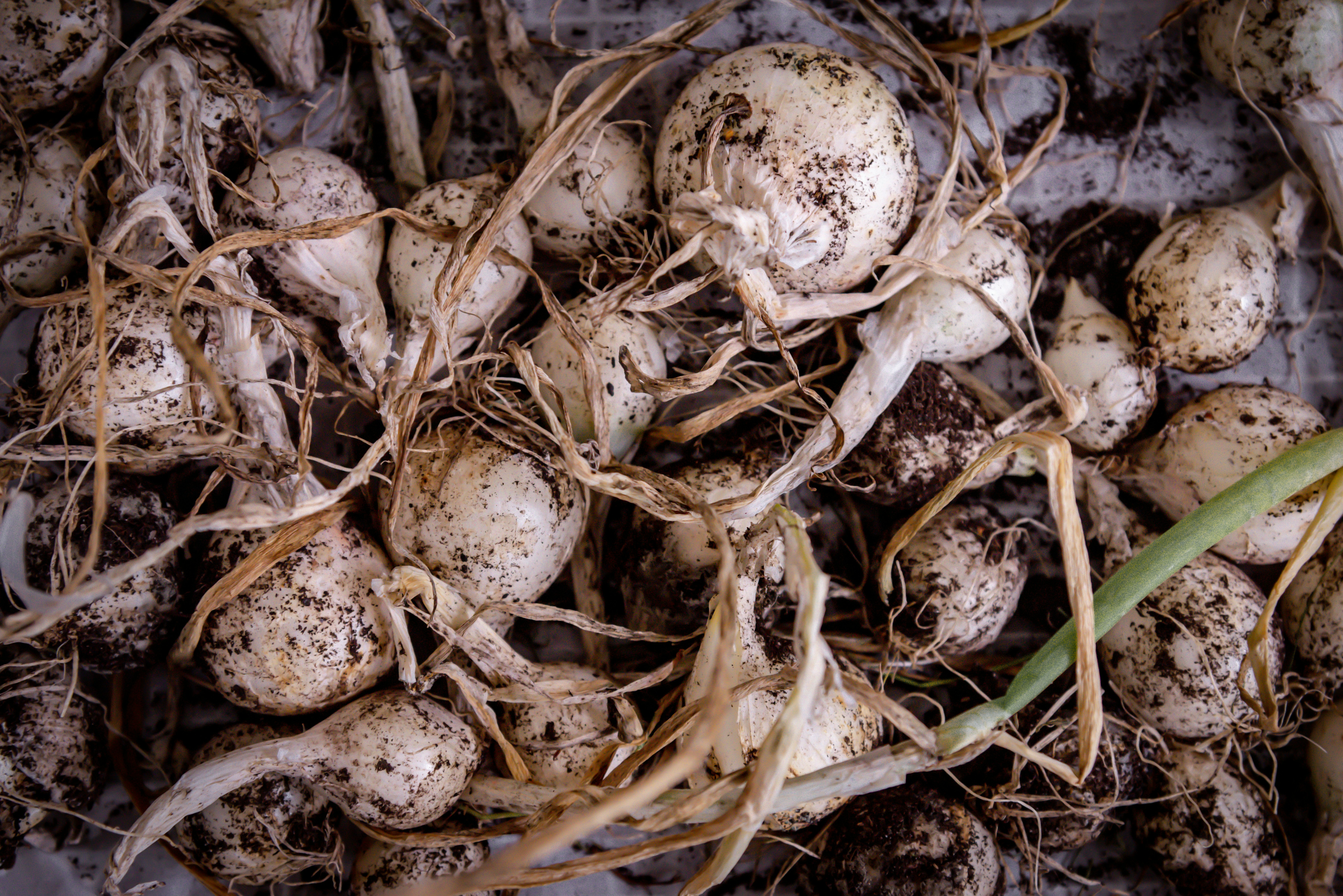 Tangled Harvest: A Close Look at Freshly Dug Bulb Roots