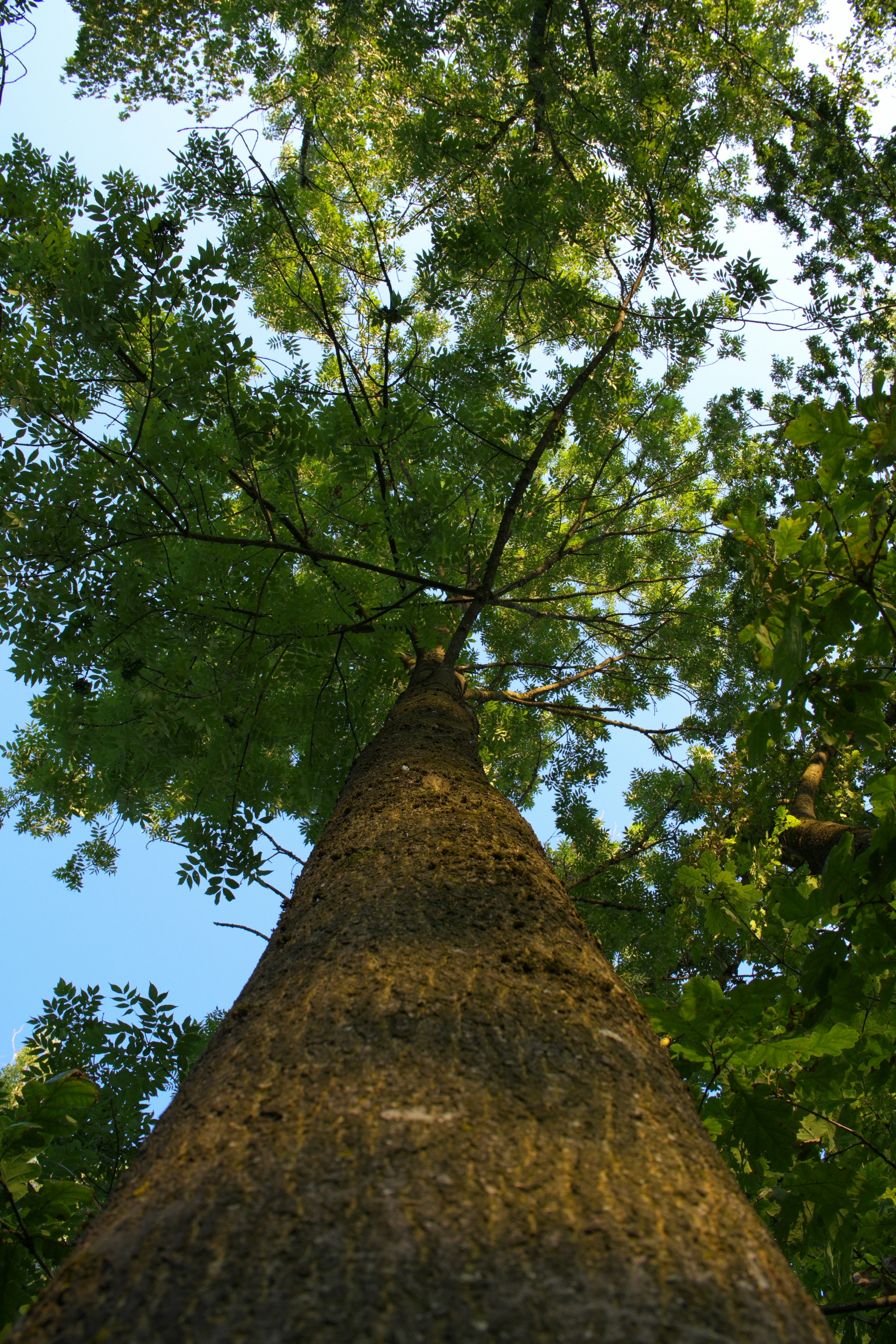 Looking Up at the Skyward Giant