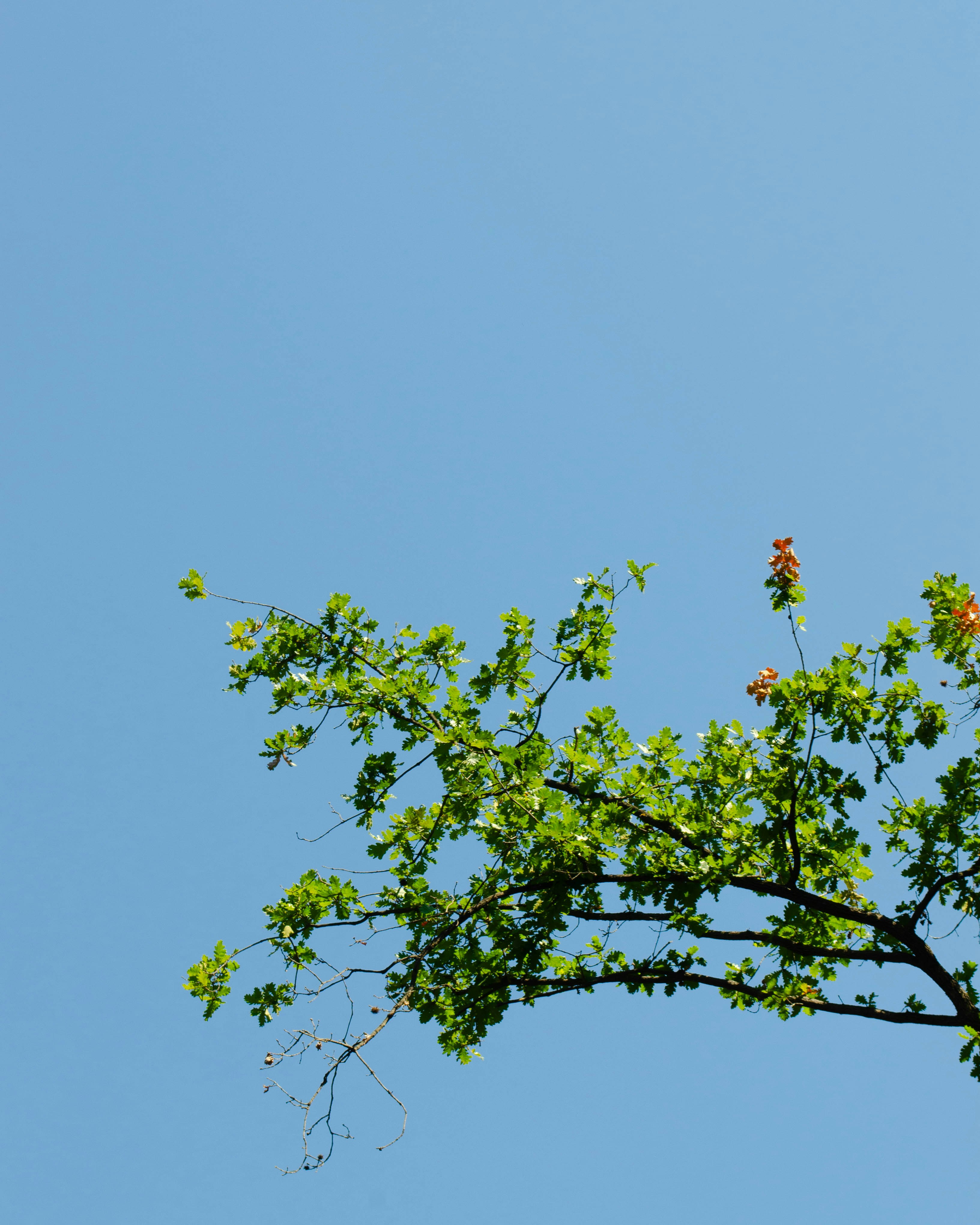 Green Limbs against a Clear Sky