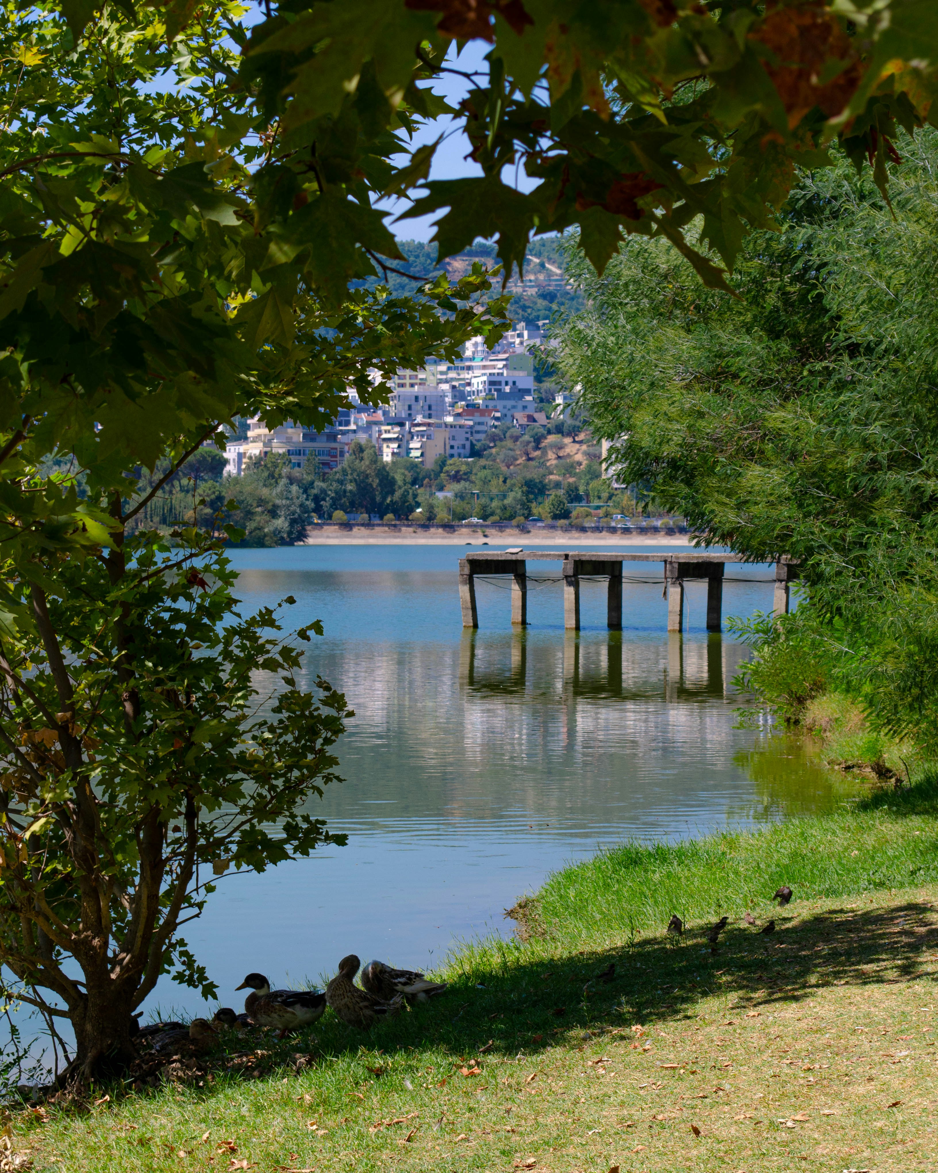 Hidden lakeside retreat framed by overhanging leaves