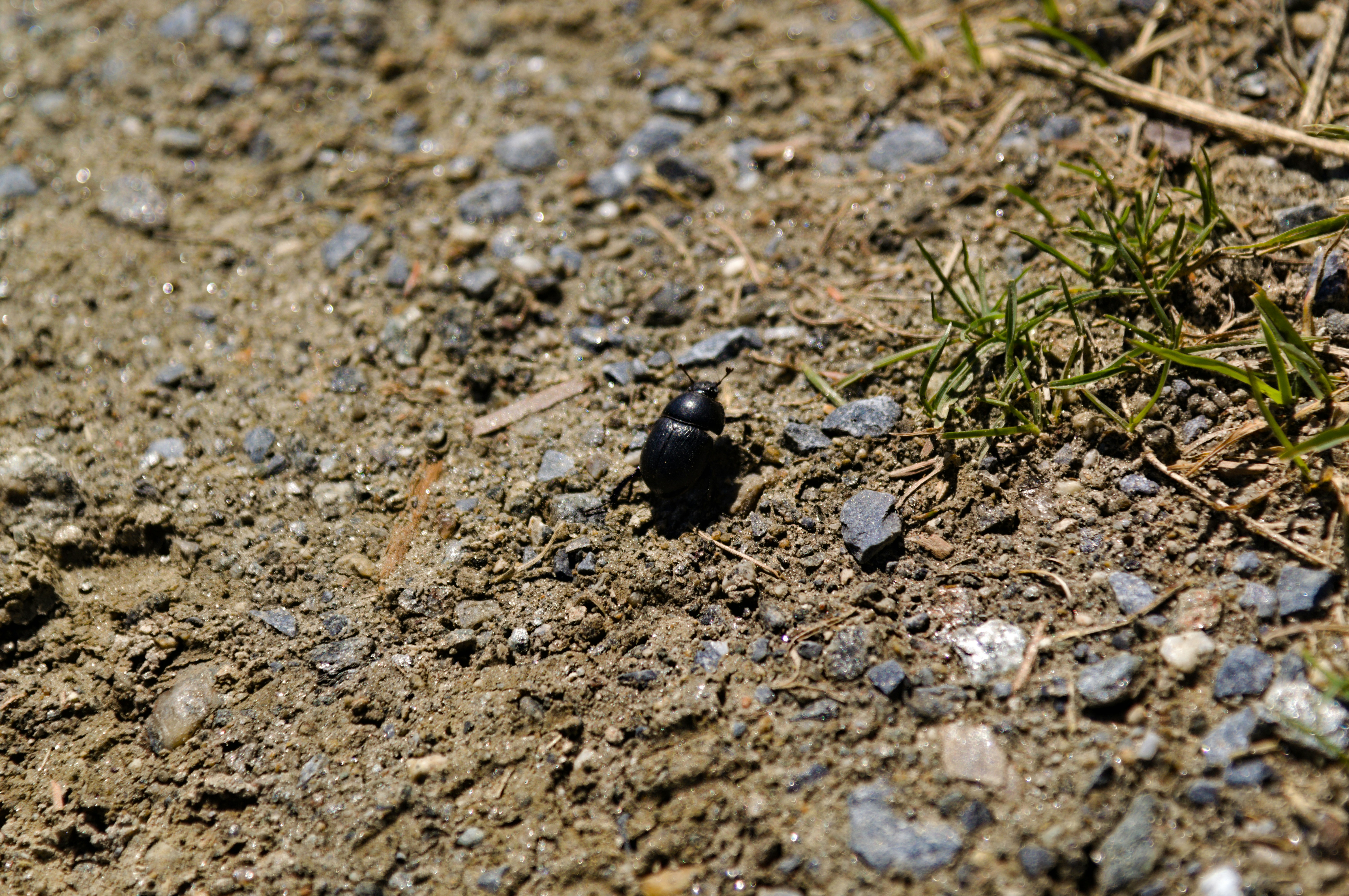 A Tiny Black Beetle on Rough Gravel