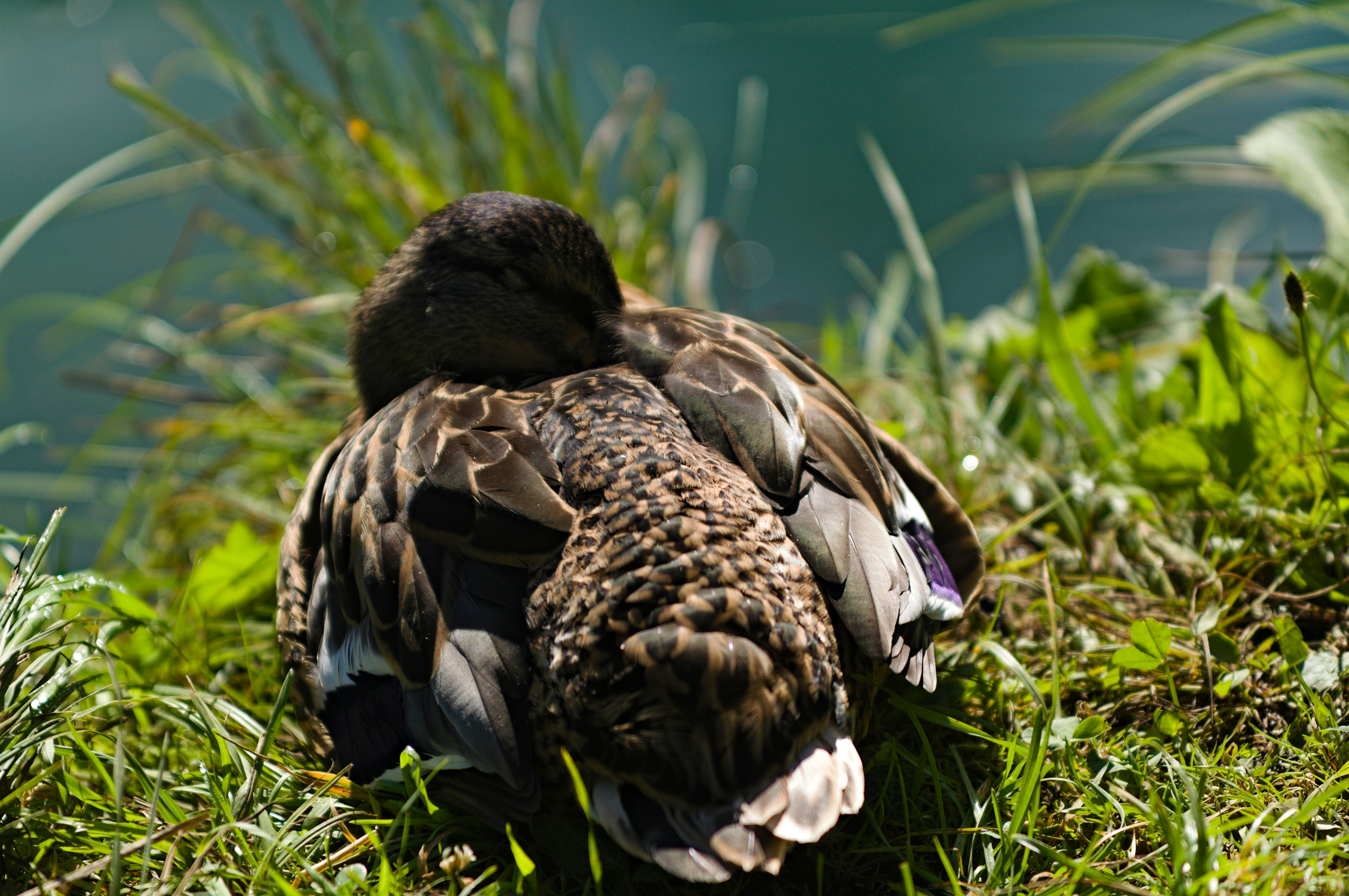 Hidden Rest: A Moorhen Recline by Grasses Along the Waterline