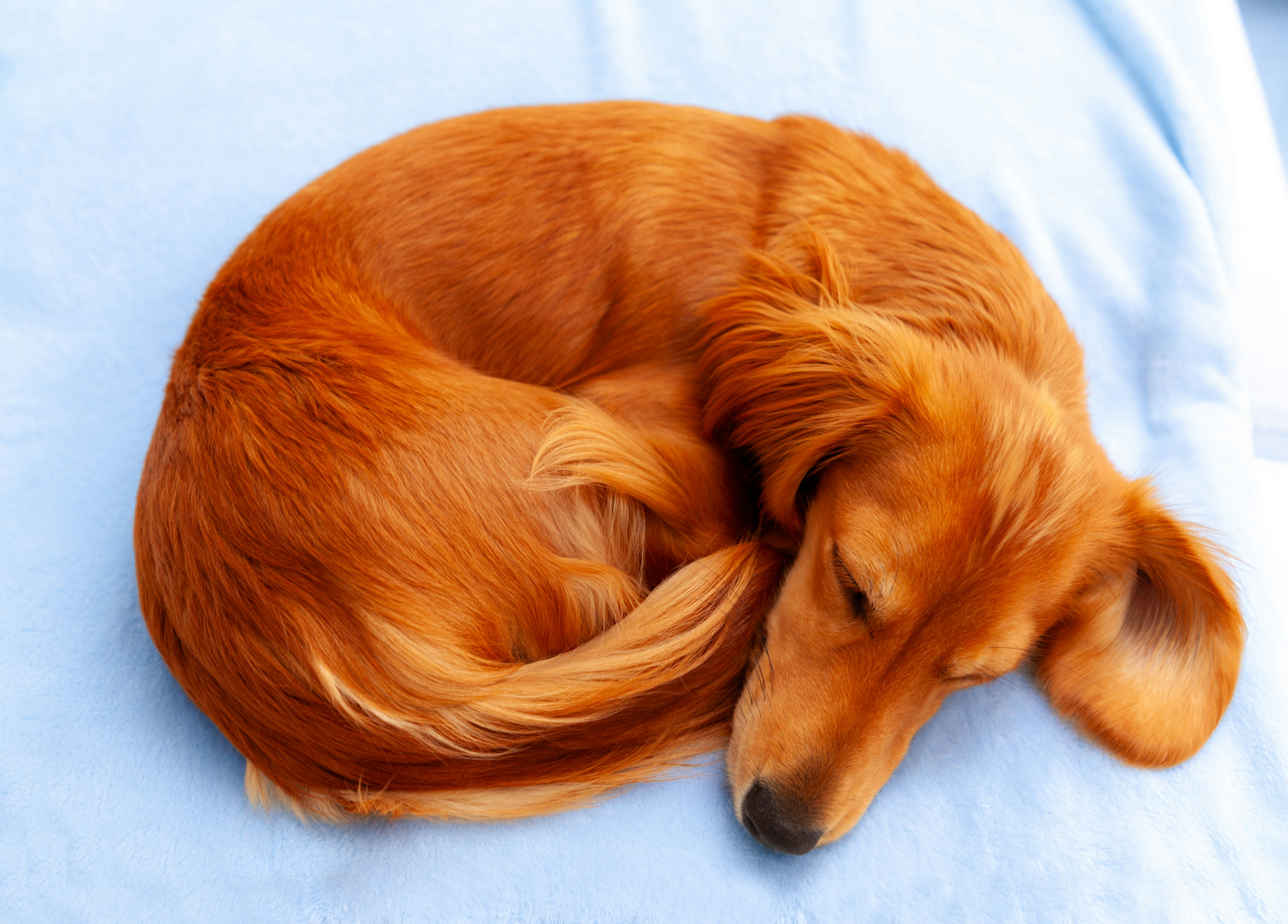 Resting in Velvet Blue: A Golden Coil of Sleep