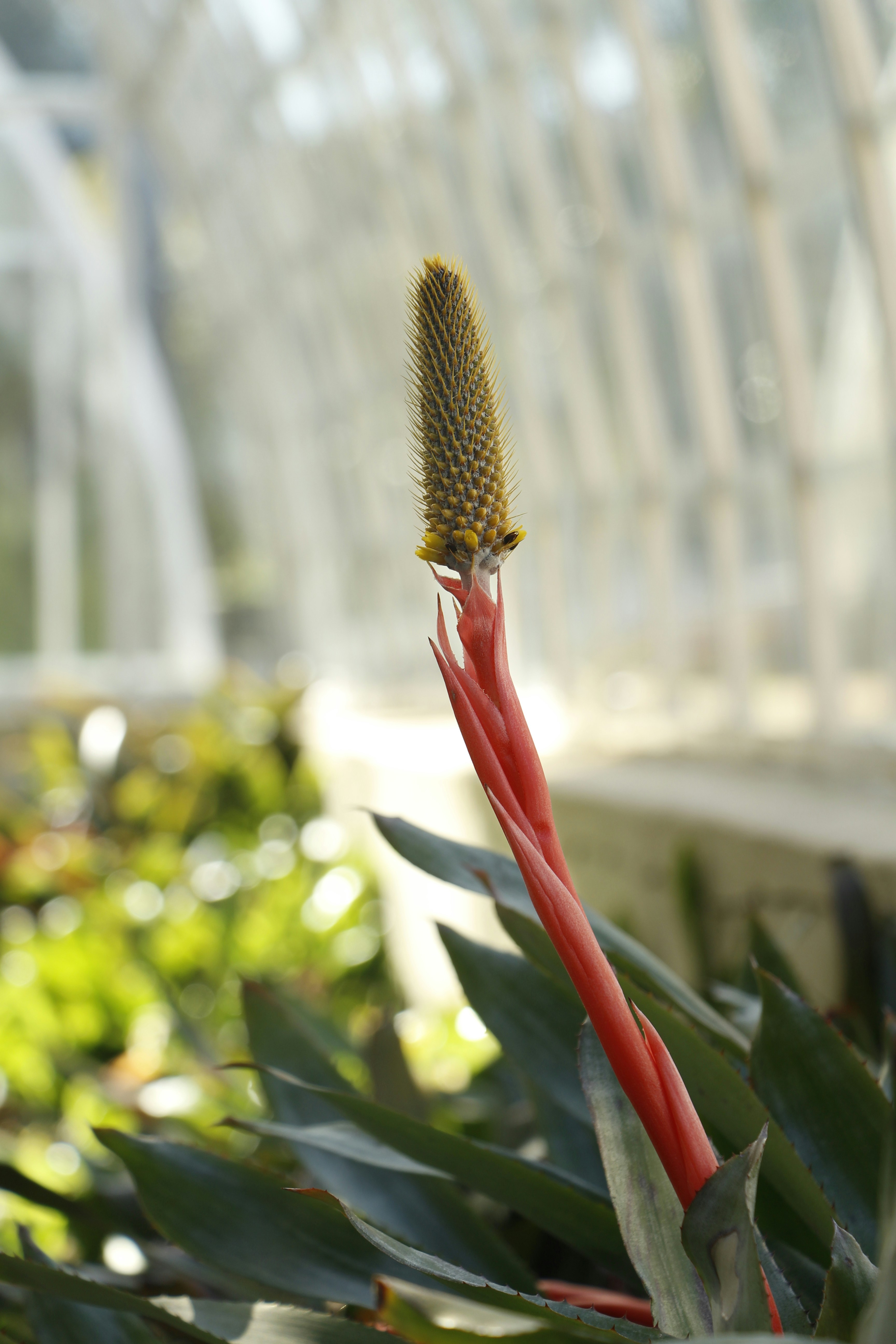 Cranial Spike: Red-Tipped Serenade of a Torch Lily
