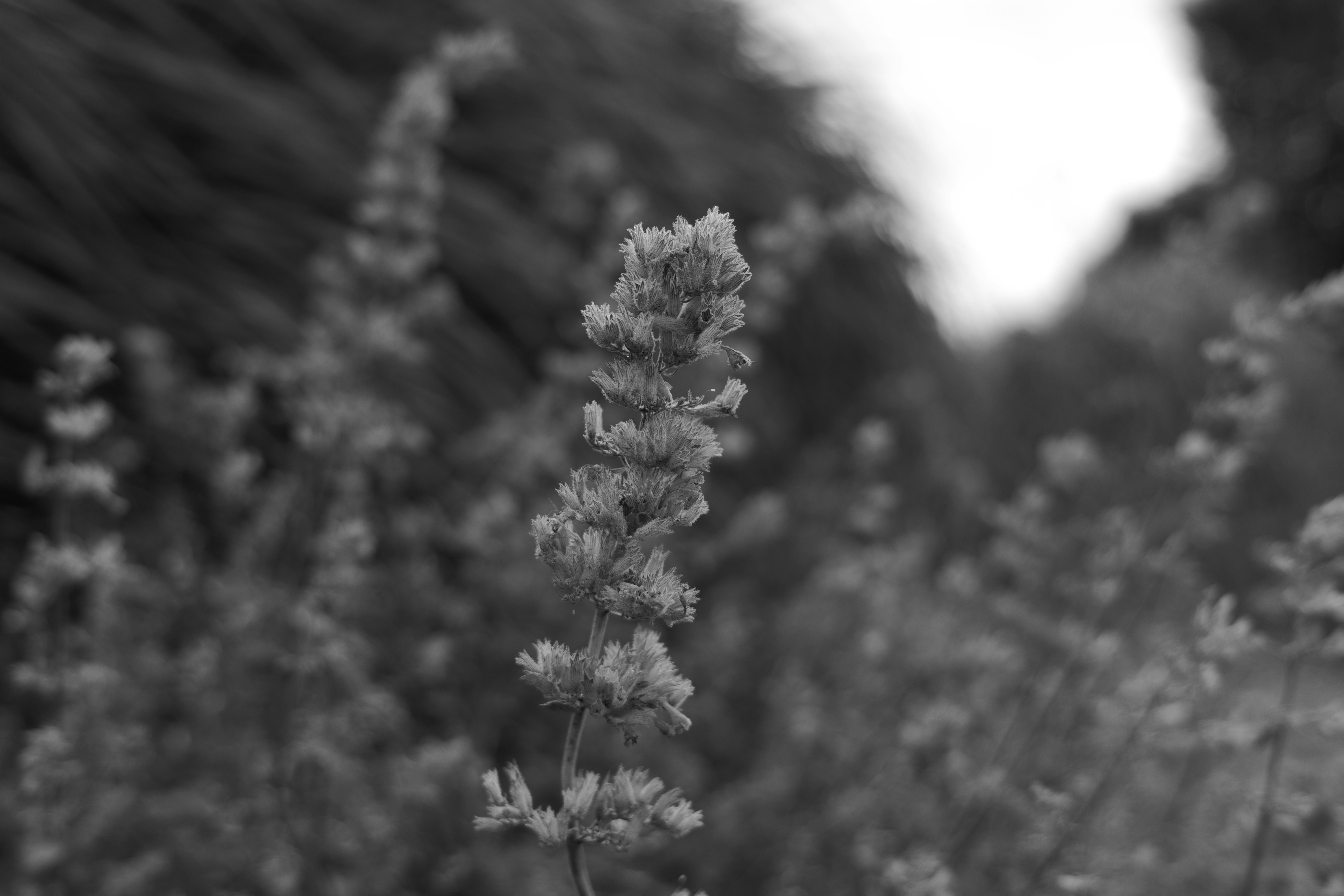 Photo by Elijah York with Panasonic Lumix S5