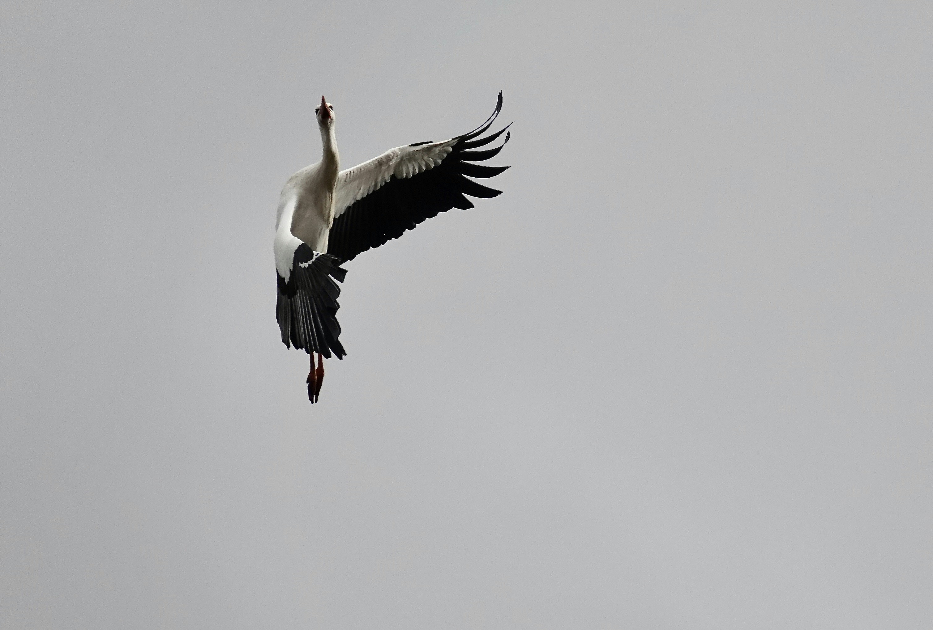 Soaring Crane in Soft Gray Skies