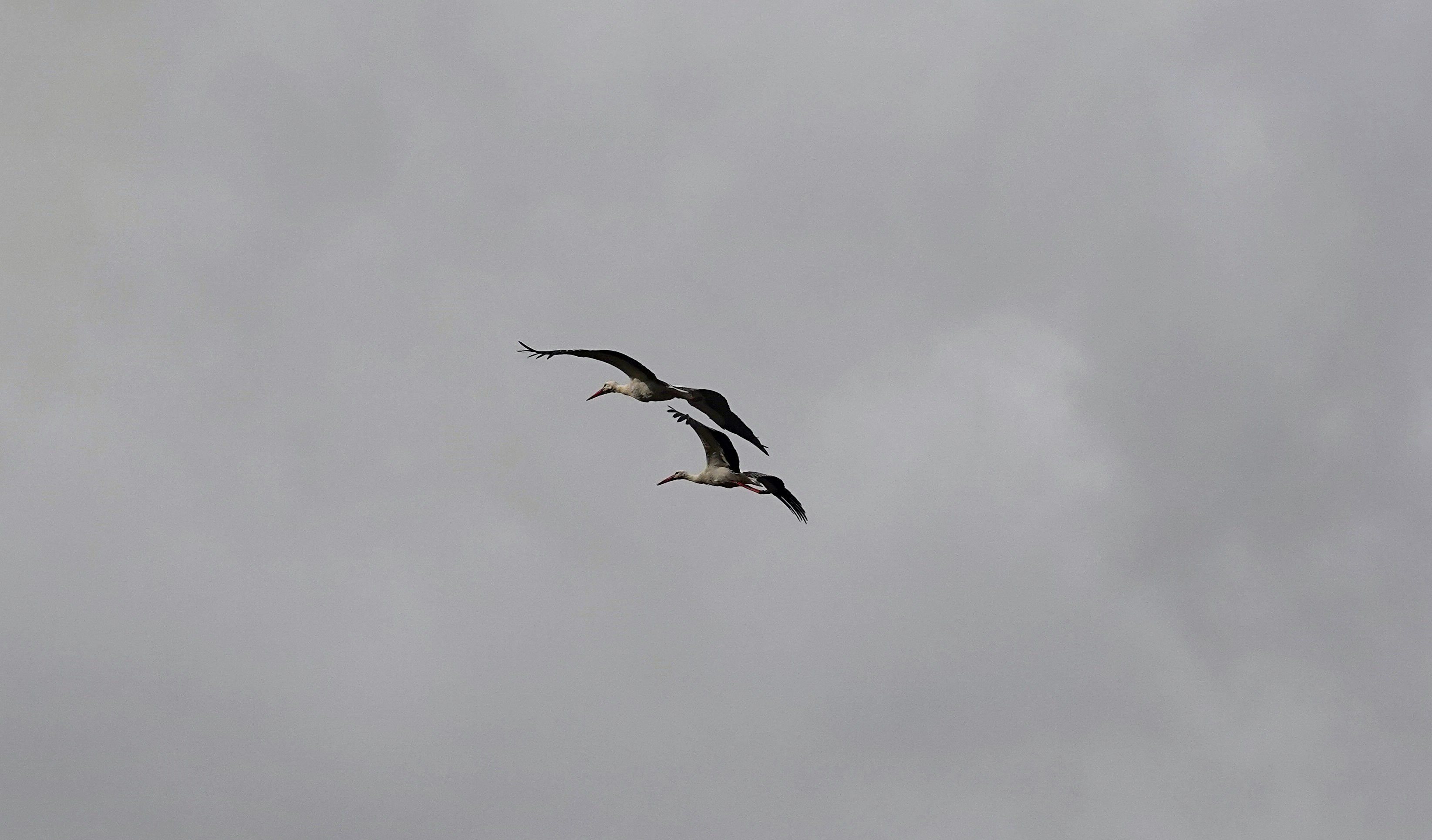 Triad in Flight: A Quiet Break in the Grey Skies