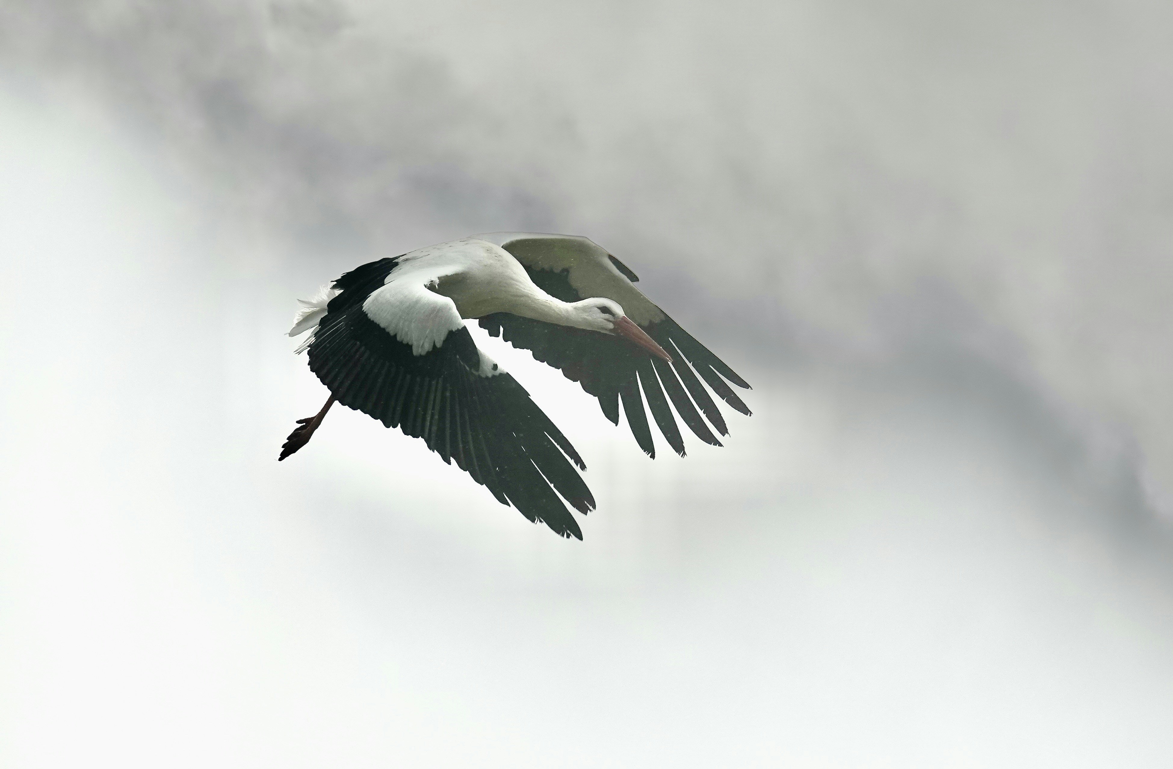 Winged Glide: A Crane in Mist Over Soft Clouds