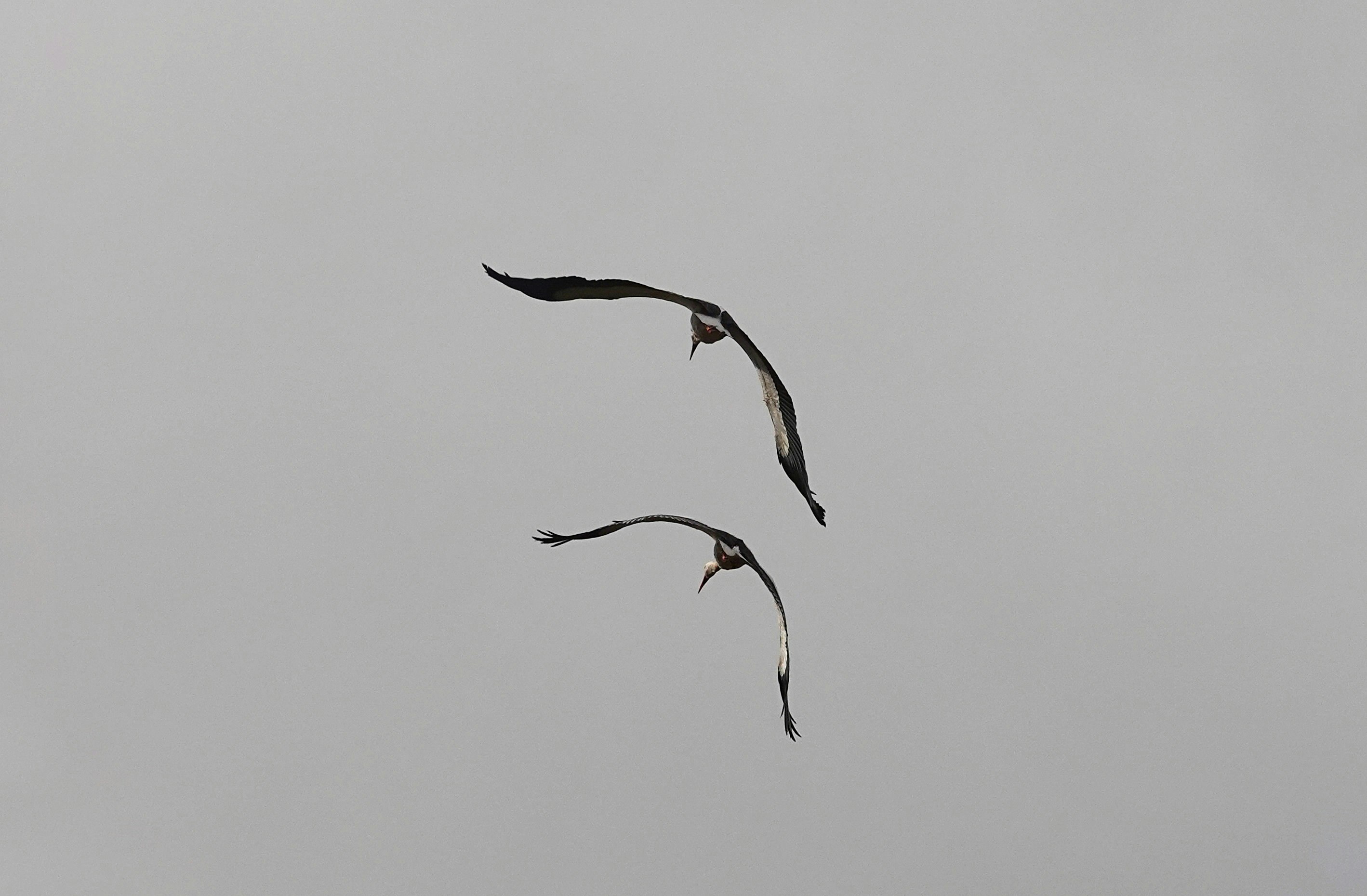 Two Seabirds in Flight Against a Minimal Sky