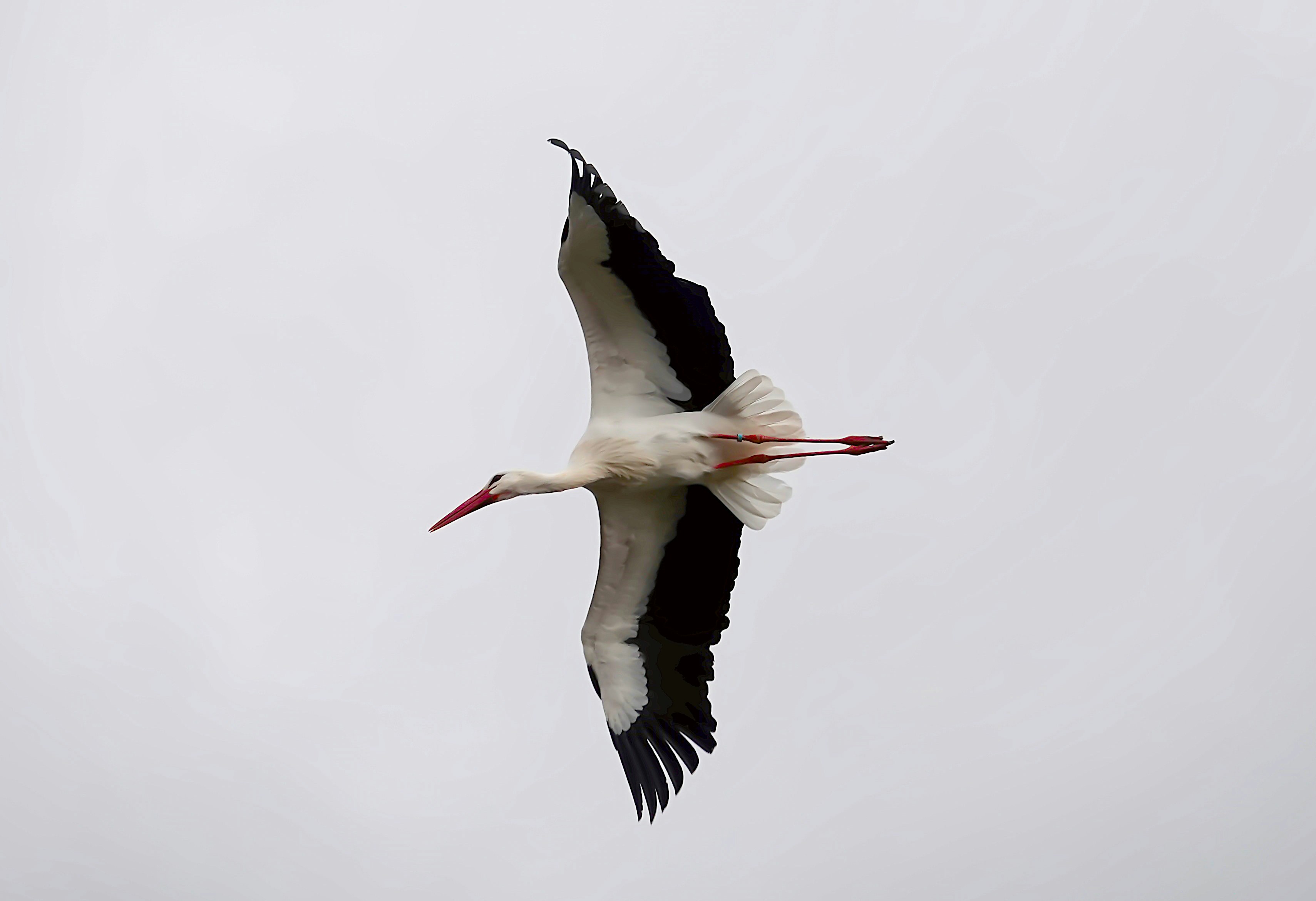 Soaring with a Scarlet Beak: a white stork against a pale sky