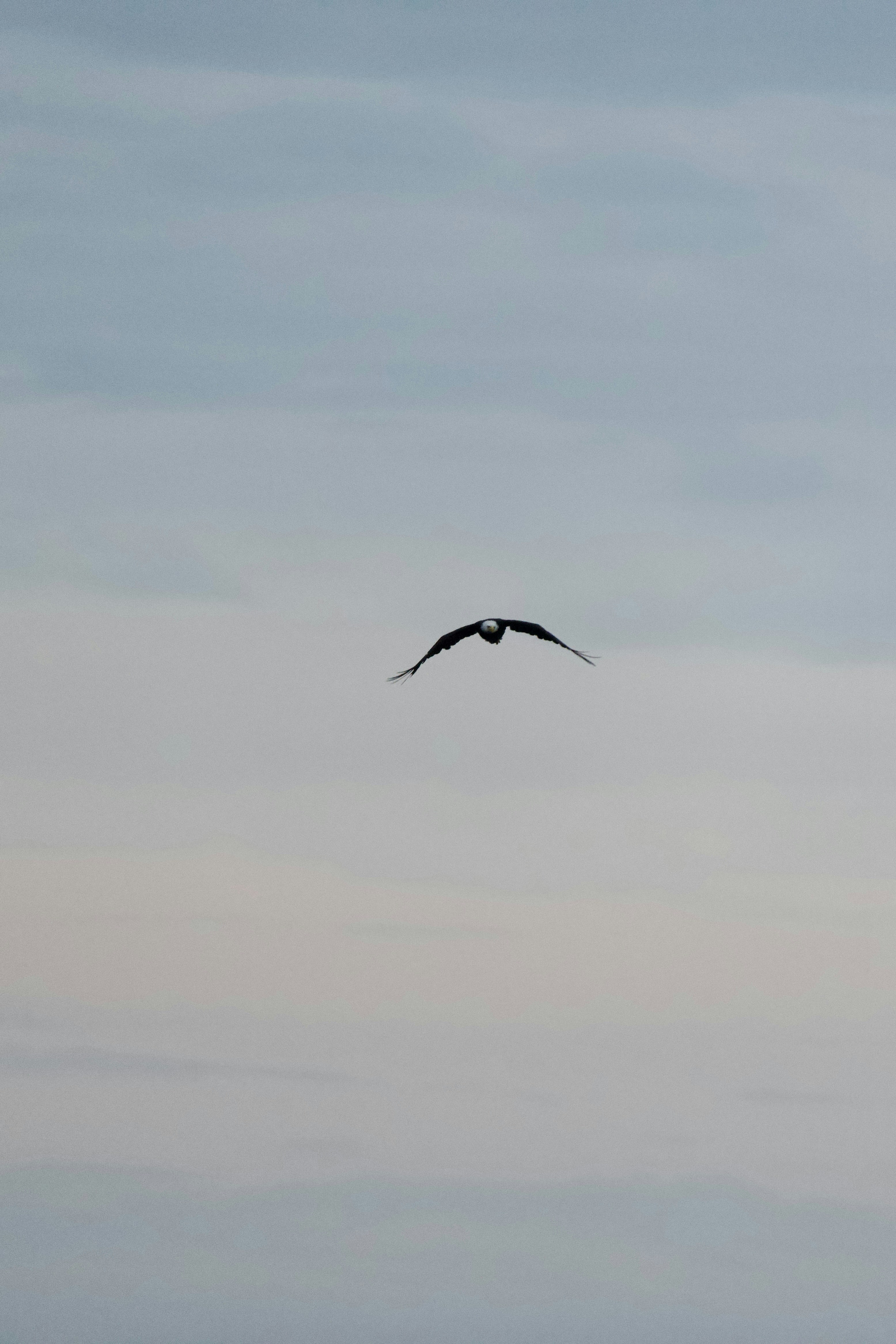 Midair Glide: a lone gull carving the pale sky