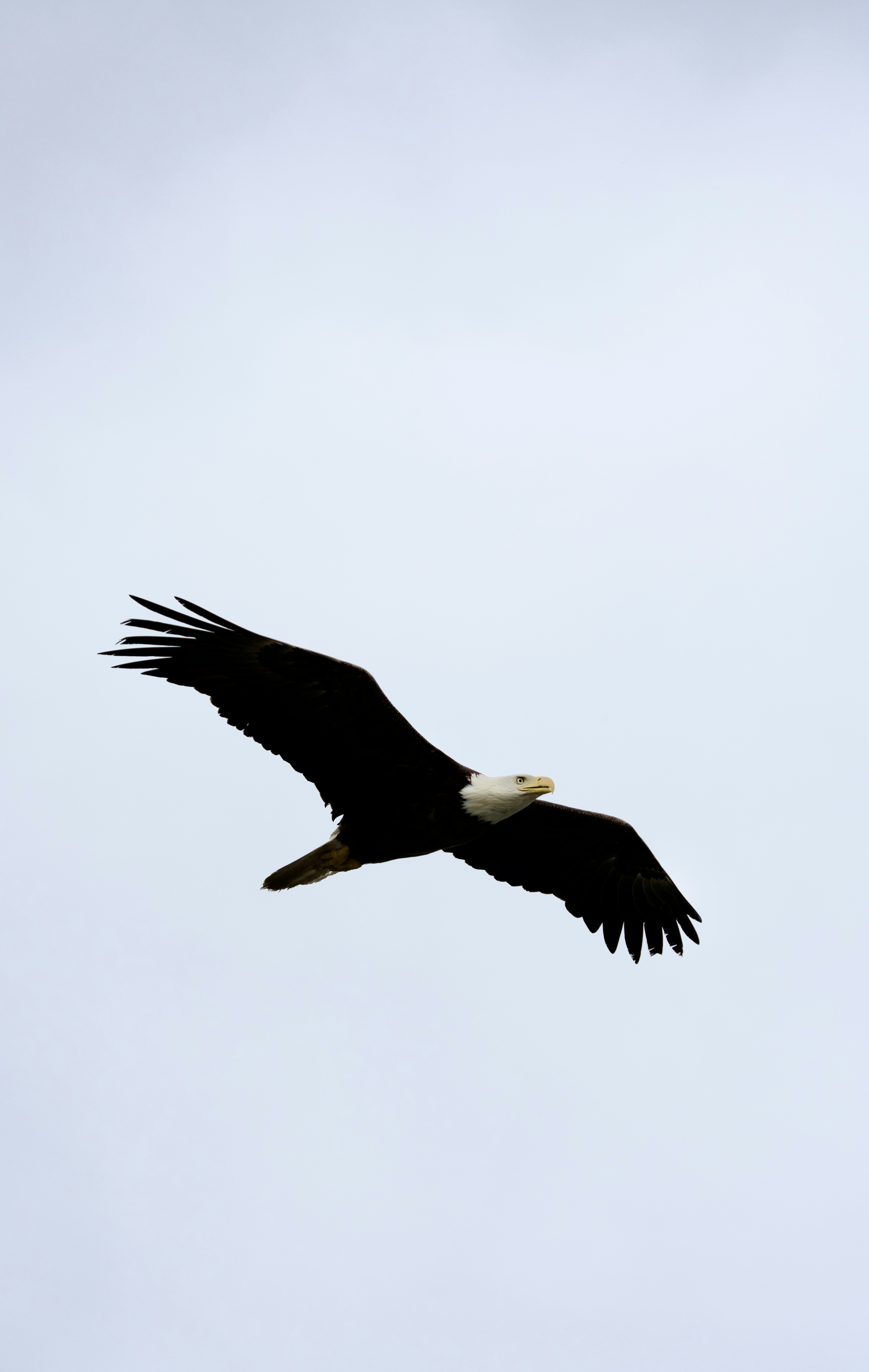 Soaring Guardian against a pale sky