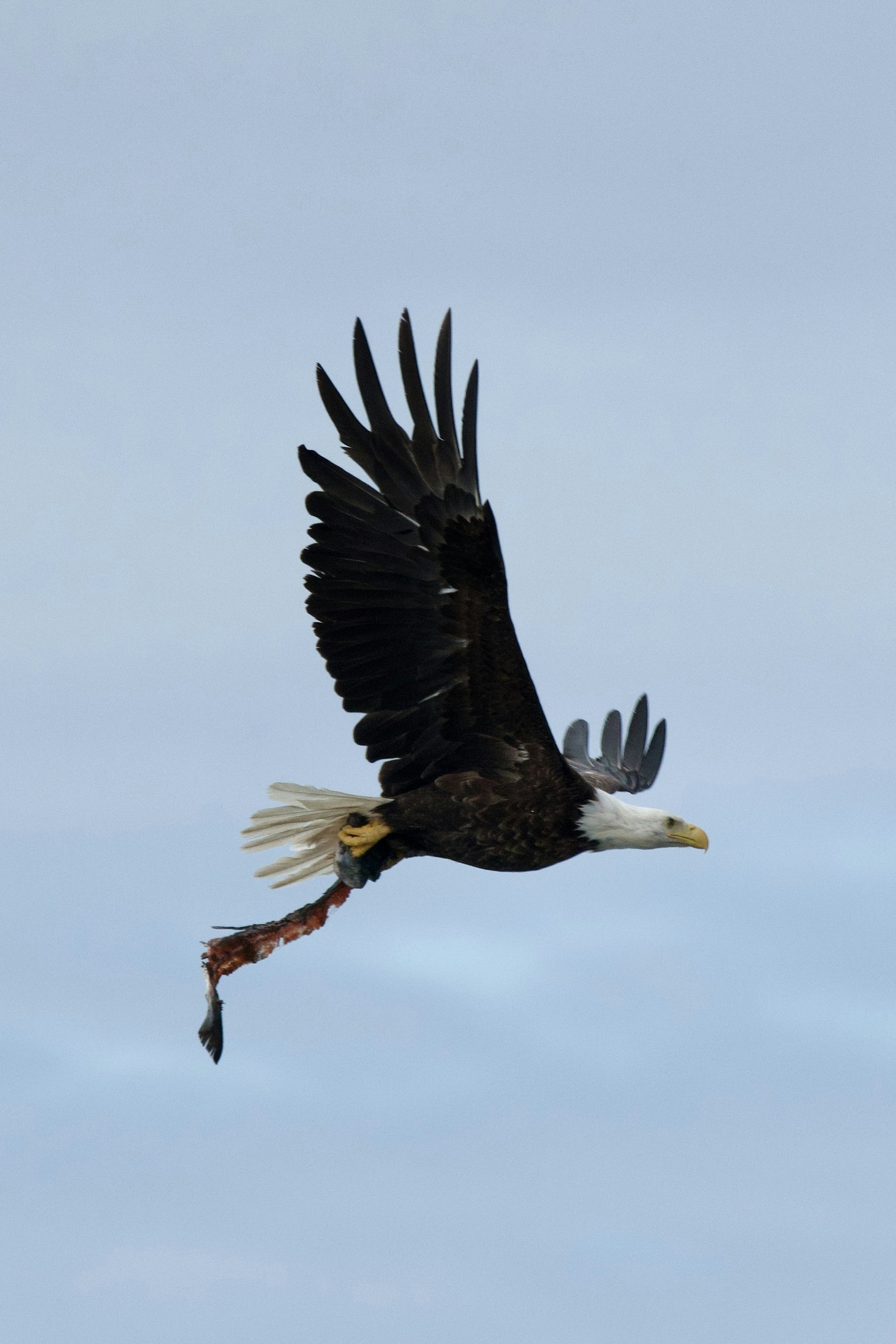 Soaring Bald Eagle with Morrowing Tethered Catch
