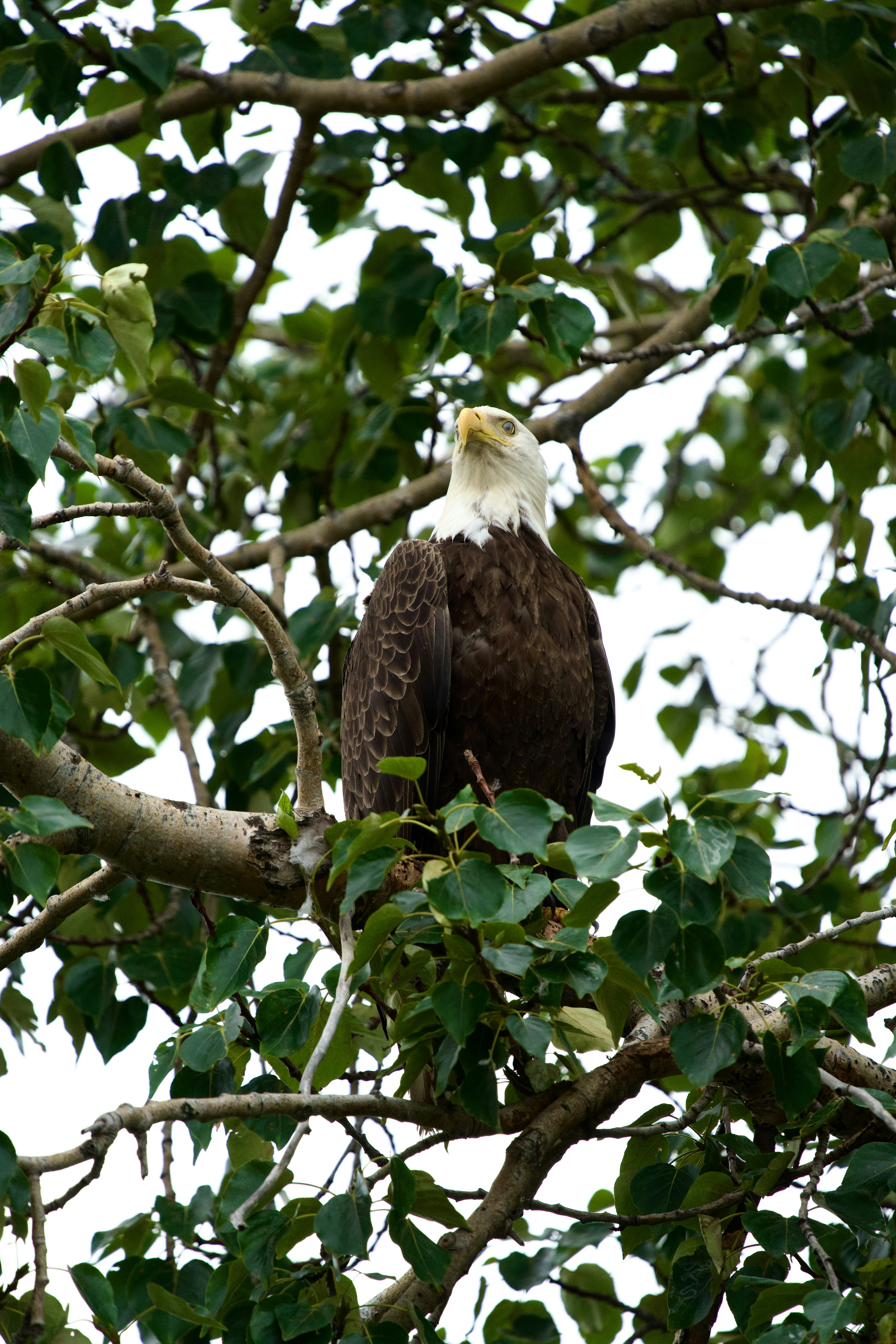 Majestic Bald Eagle in Verdant Canopy