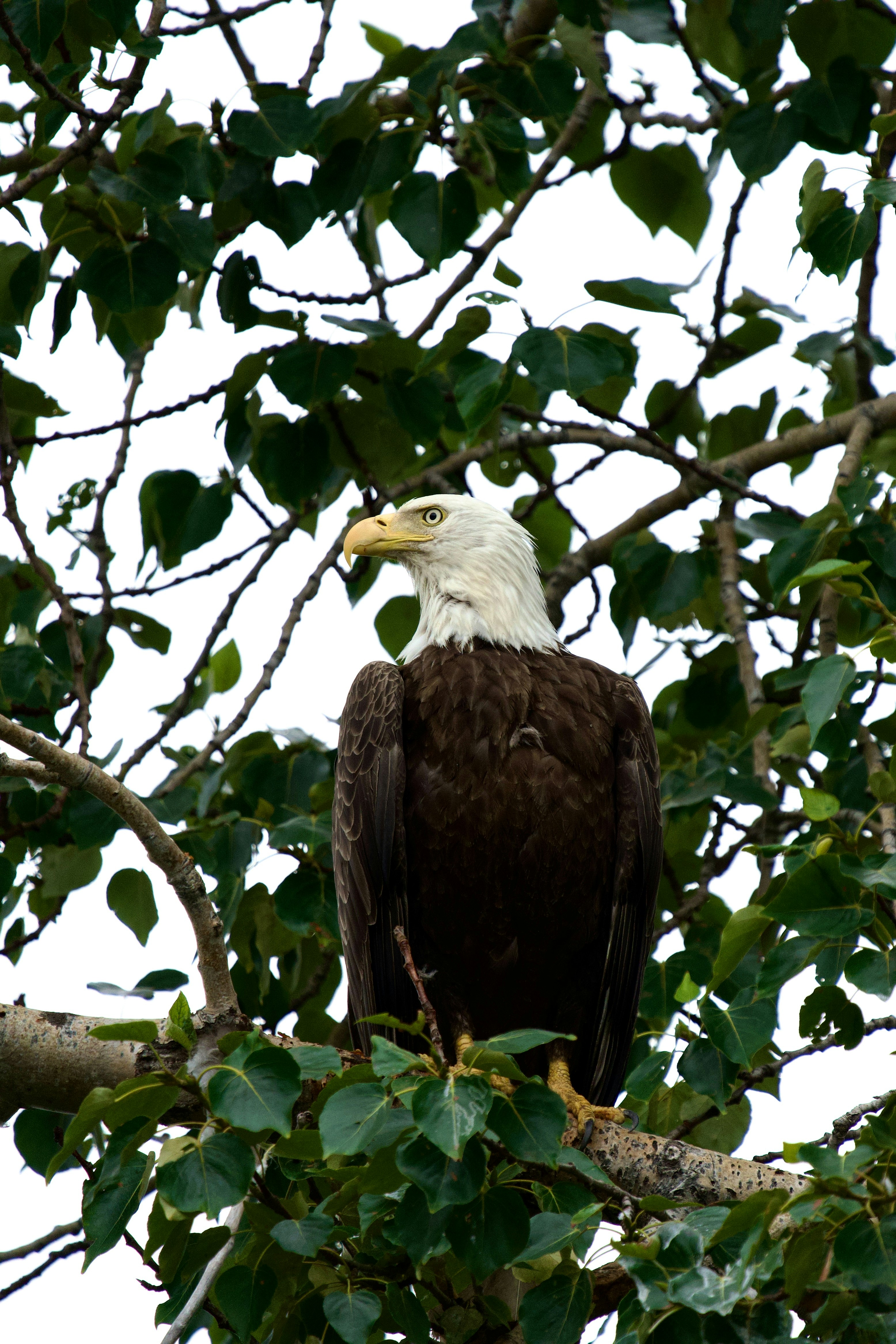 Majestic Perch: Bald Eagle guarding the leafy canopy