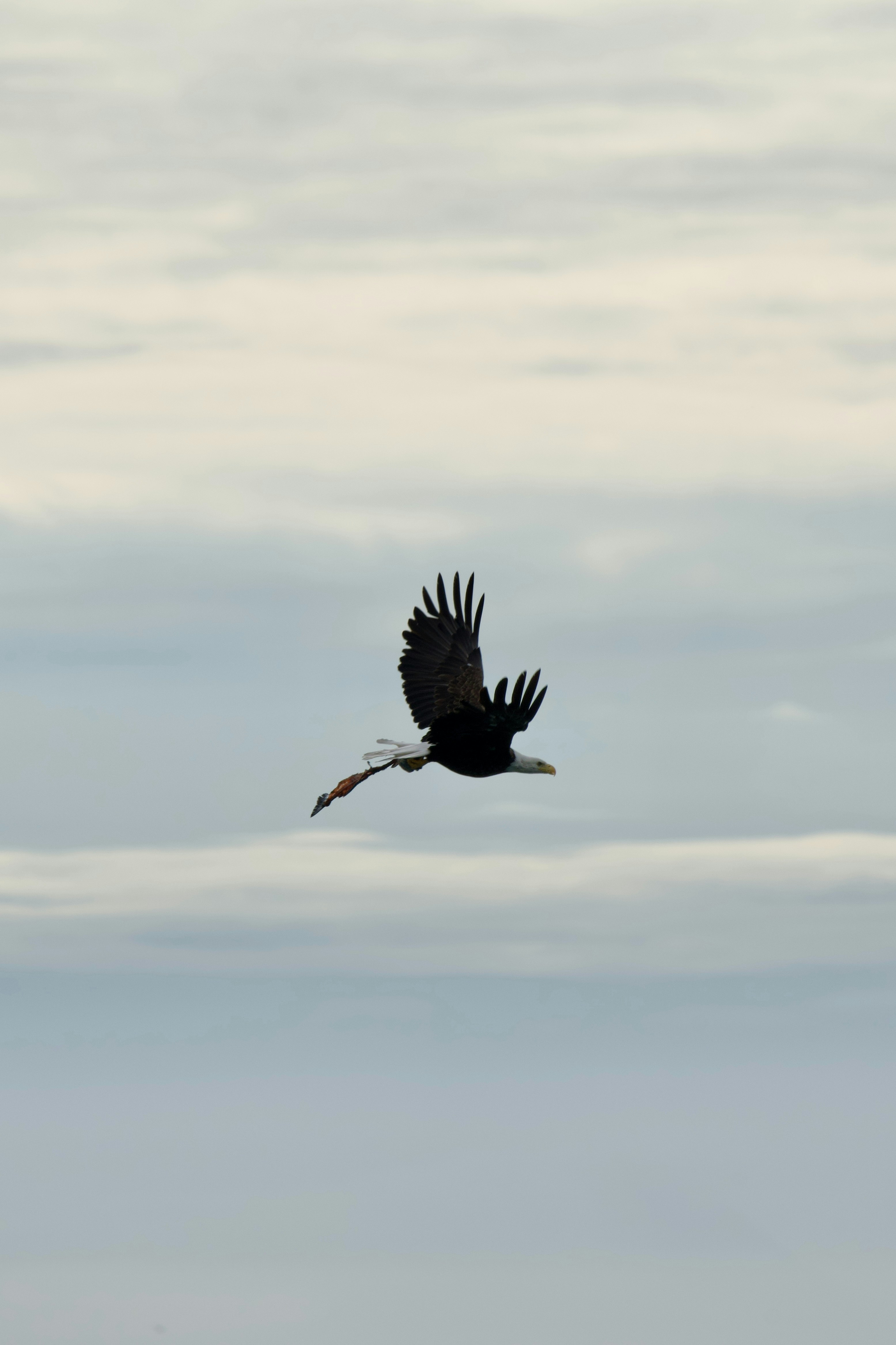 Soaring Rift: Bald Eagle Seizes the Wind