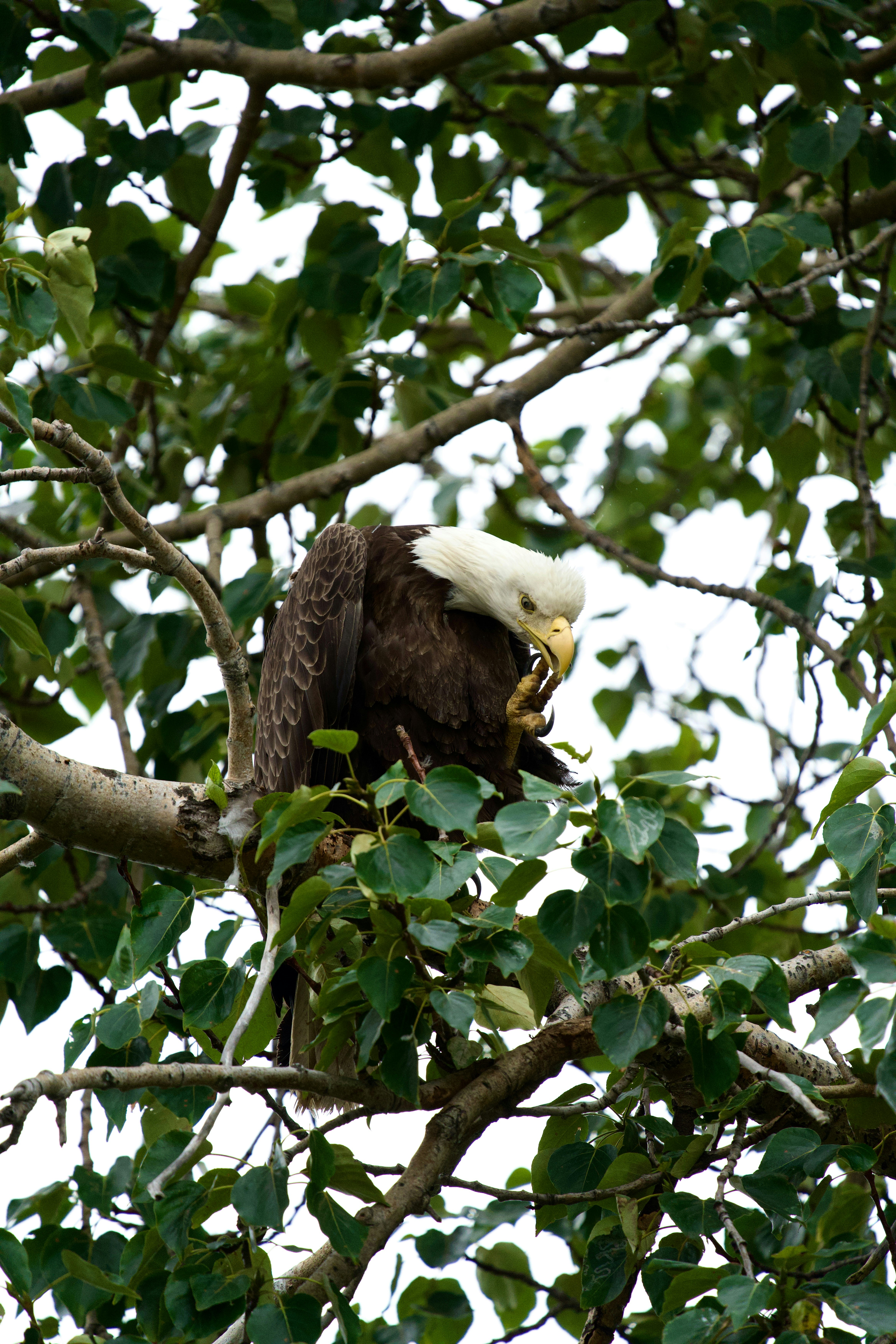 Majestic White-Headed Eagle Prime in Verdant Canopy