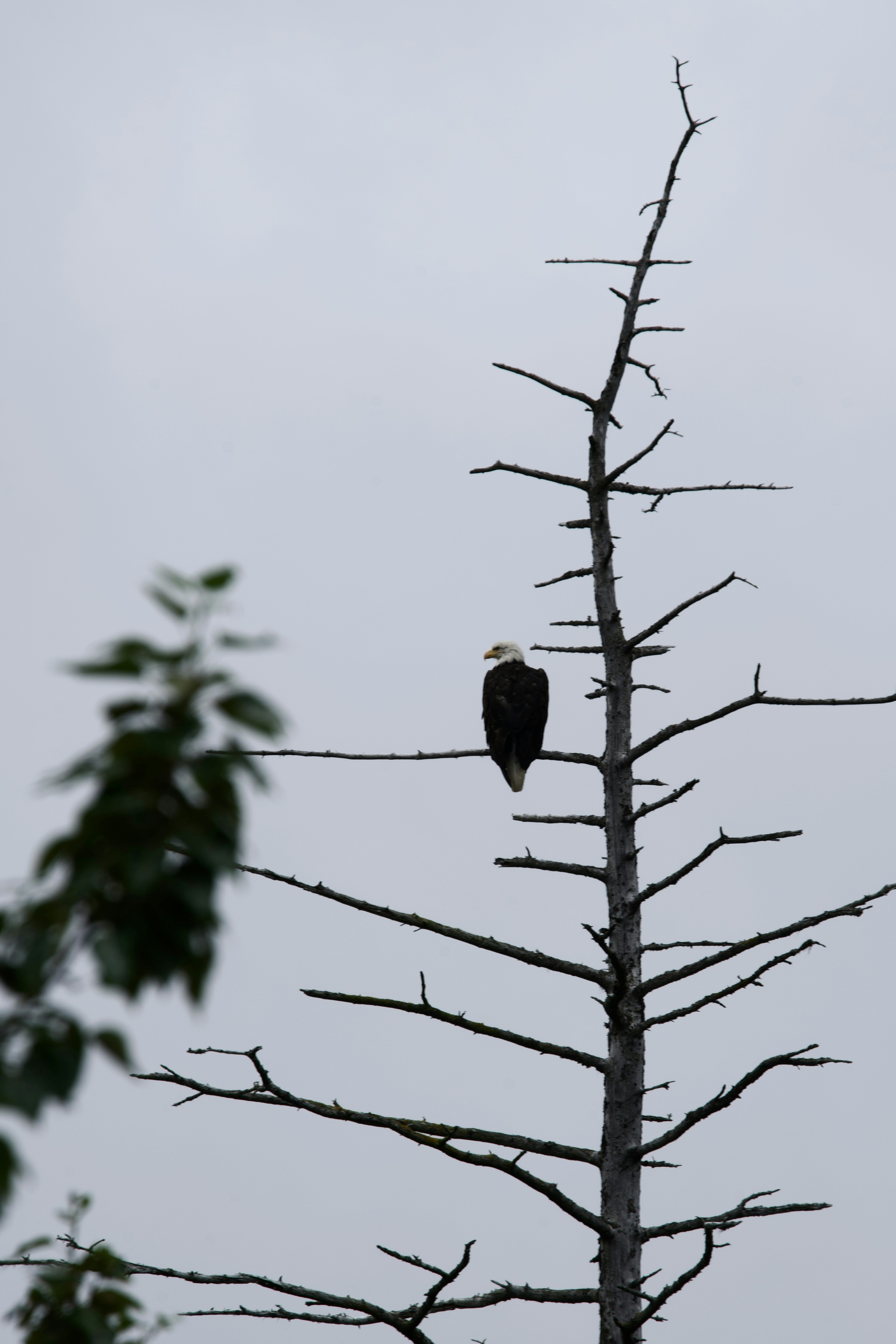 Lonely Rook on a Stark Spire