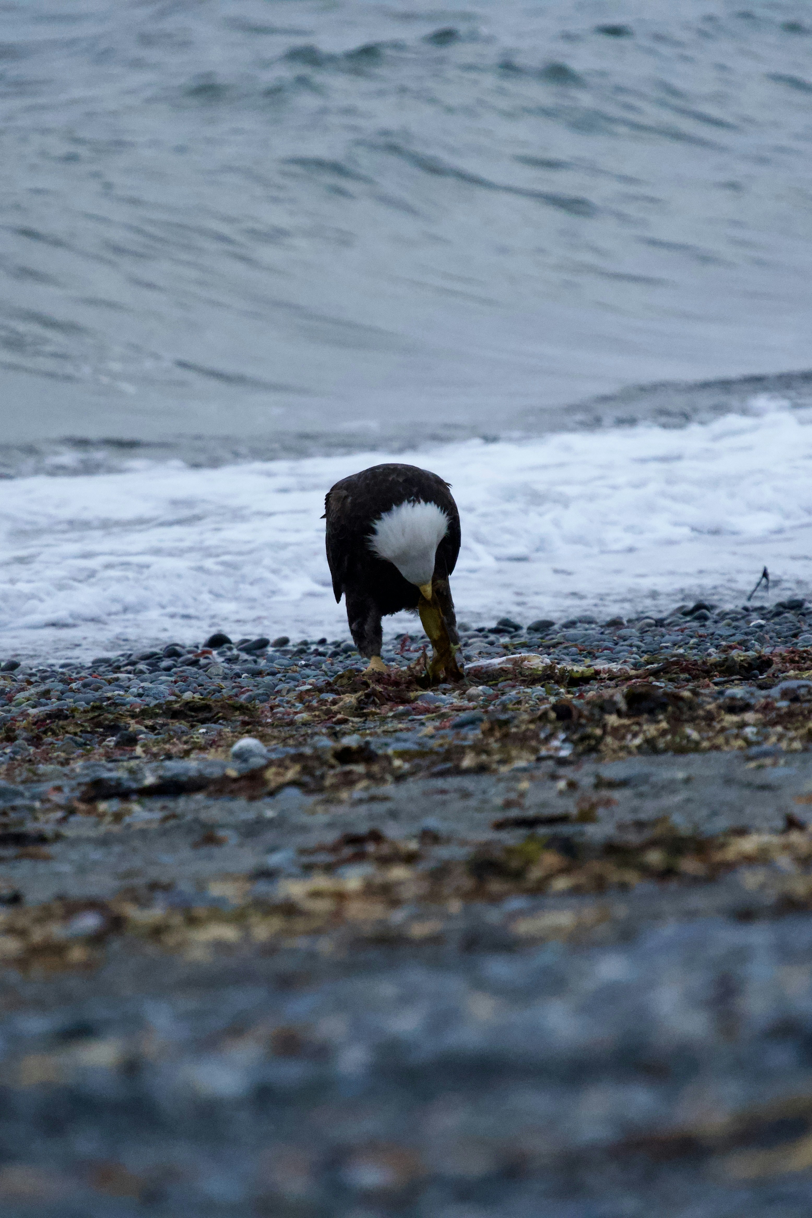 Tide-worn Shore Watcher: A Black and White Bird on Pebble Beach