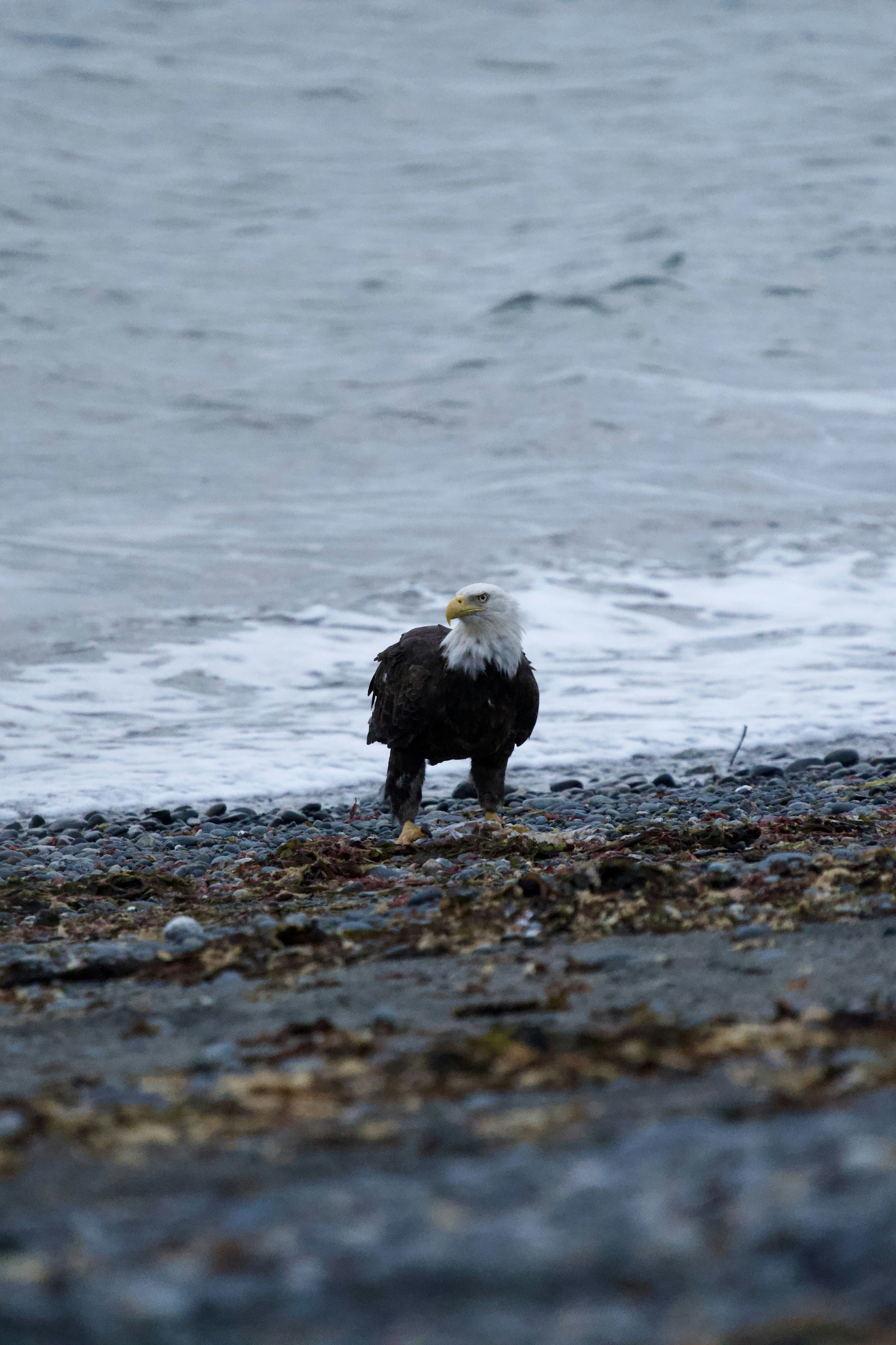 First Light on the Shore: A Lone Bald Eagle at the Water's Edge
