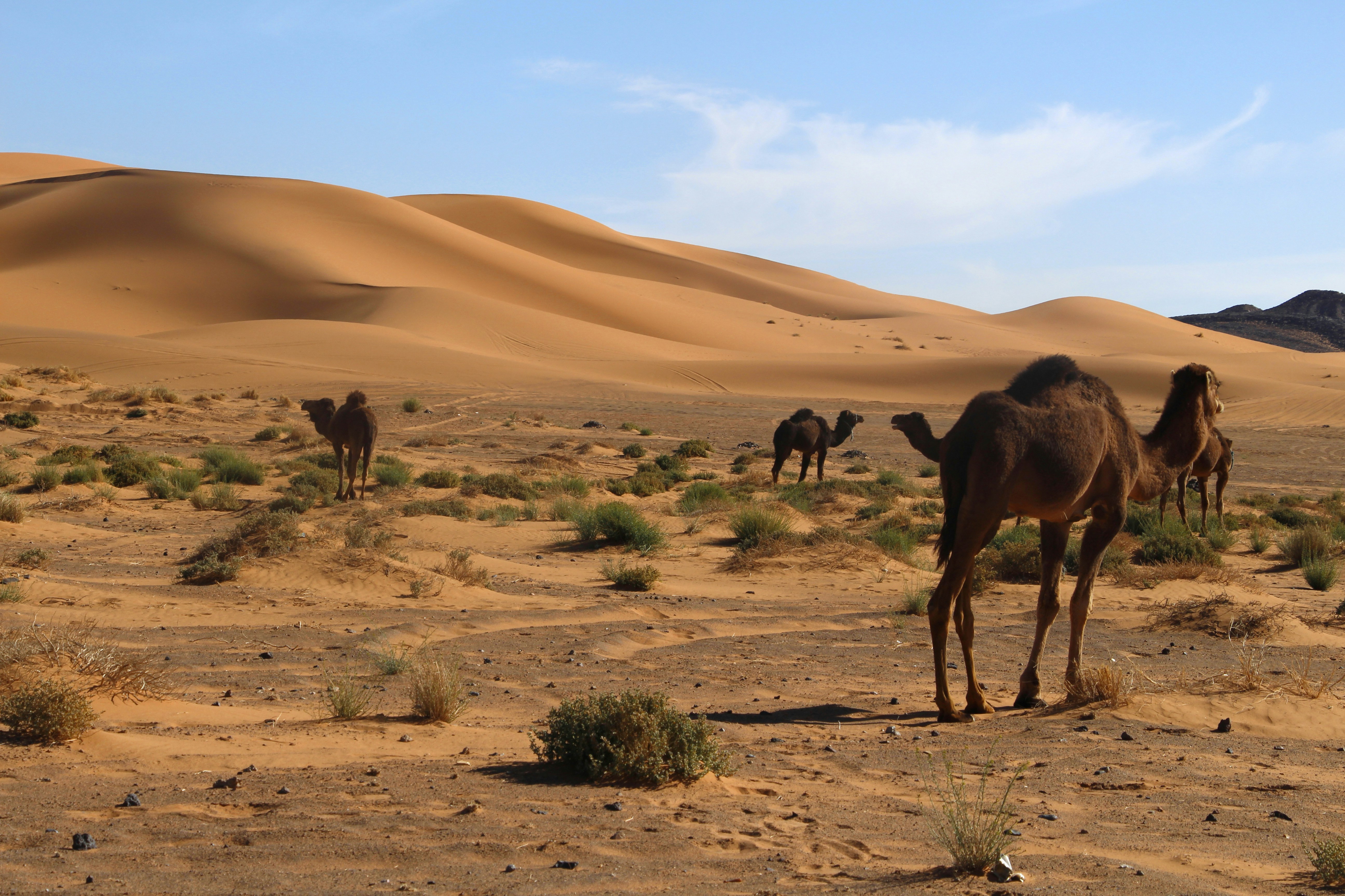 Desert Caravan: Camels at Dune’s Edge Under Wide Sky