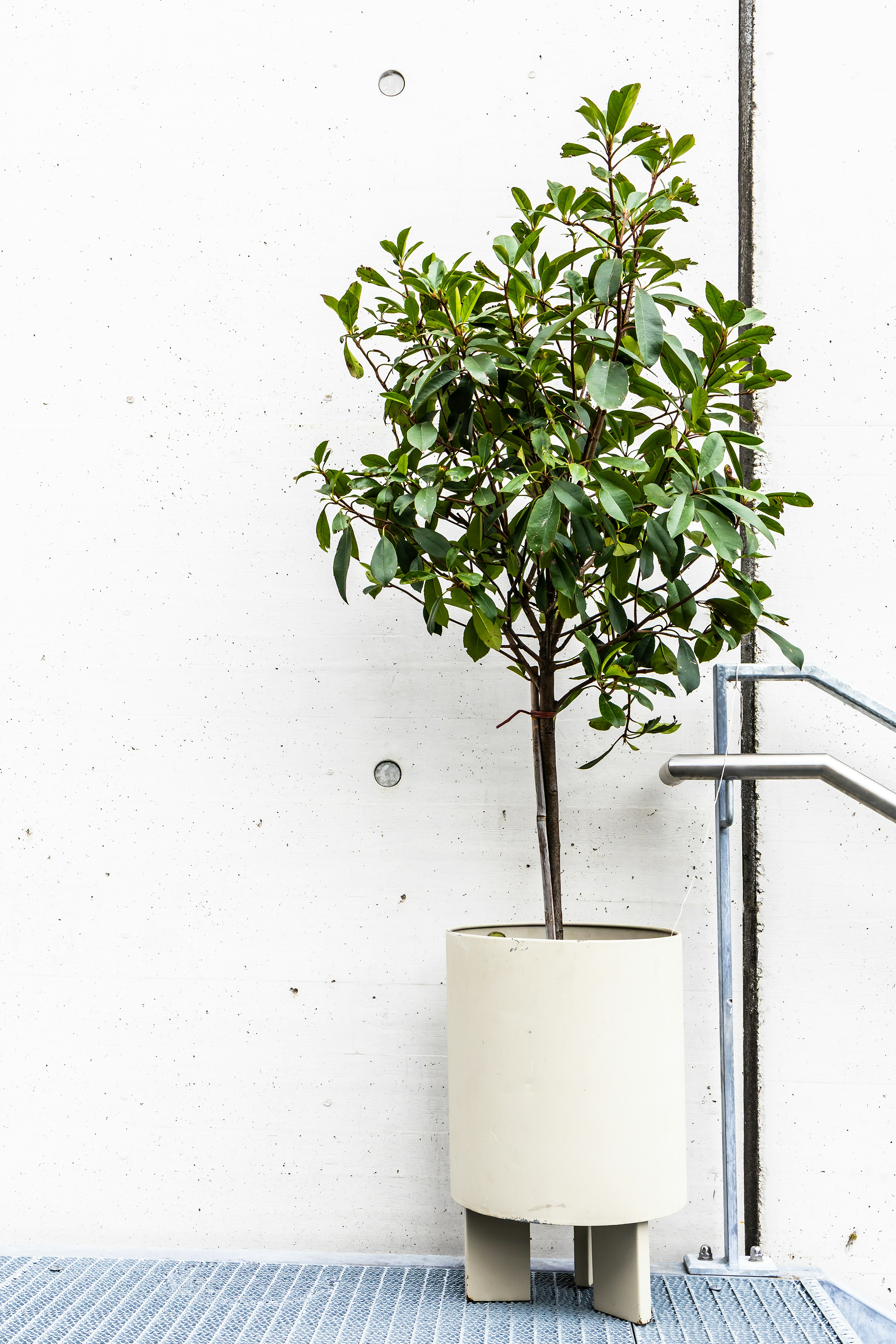 A potted tree with lush green leaves stands against a minimalist concrete wall and metal railing, placed in a cream cylindrical planter. The scene emphasizes clean lines and modern urban landscaping.