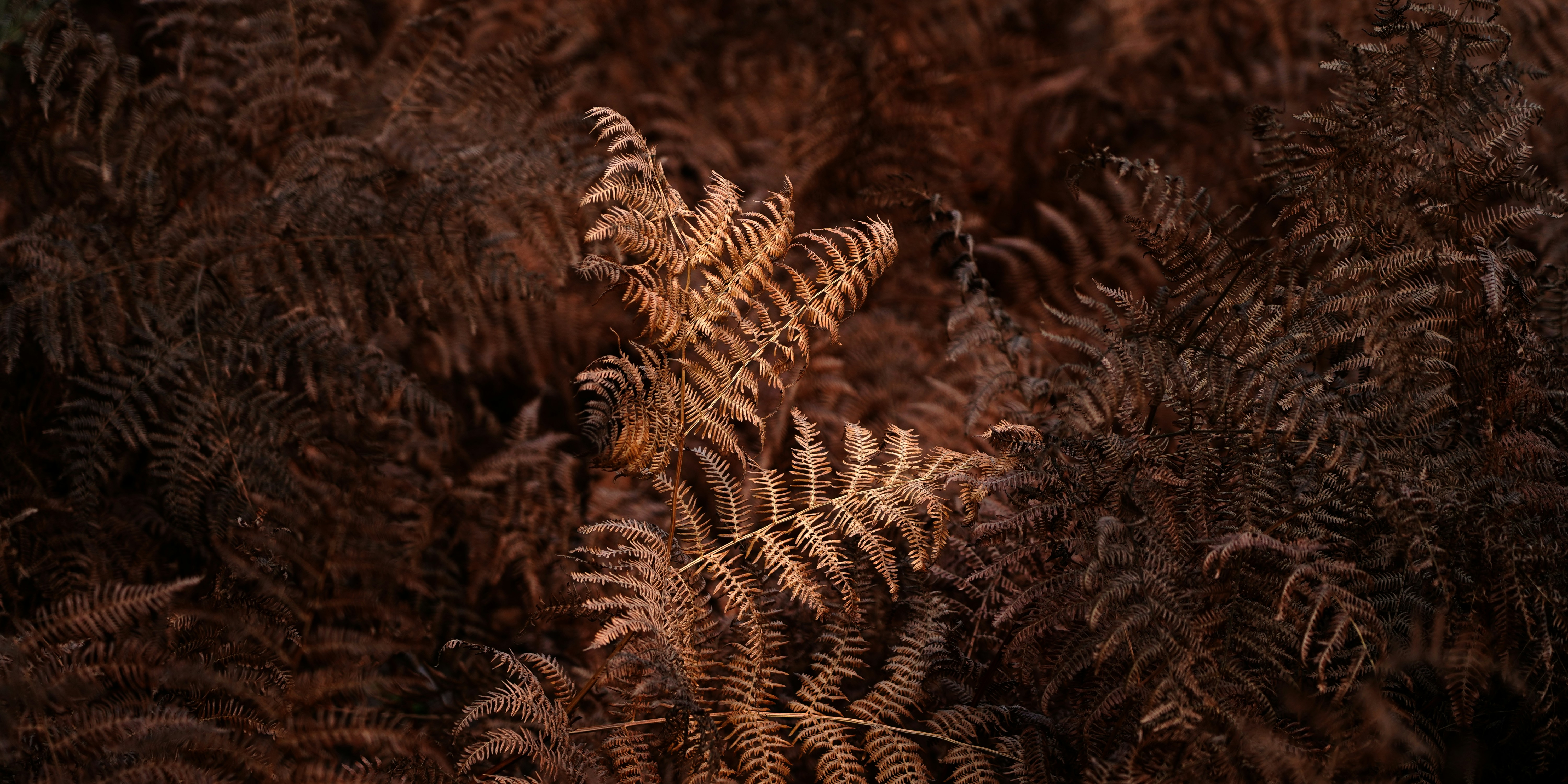 Midnight Ferns: Quiet Corner in a Velvet Thicket