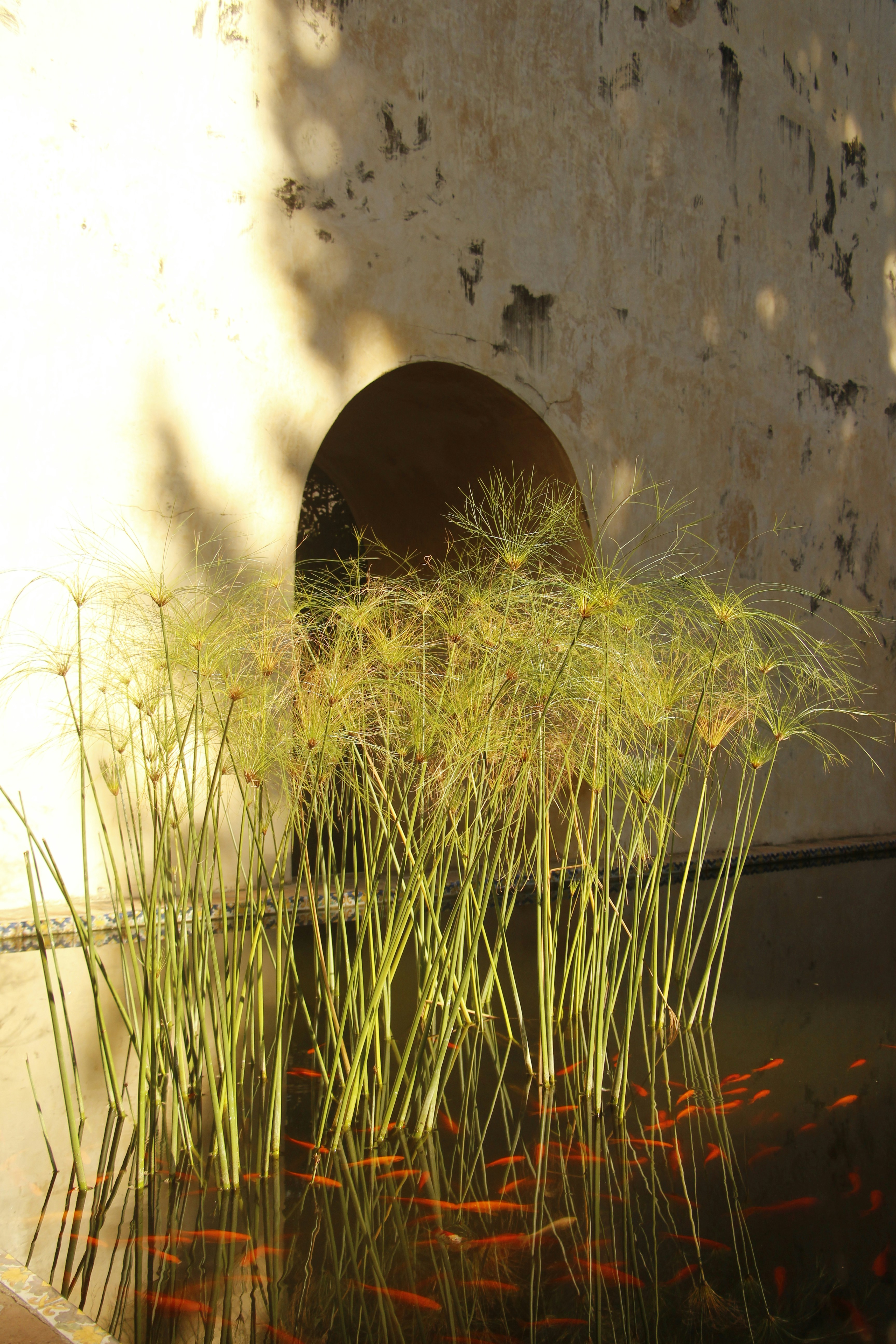 Emerald Reeds in a Shaded Courtyard Fishtank