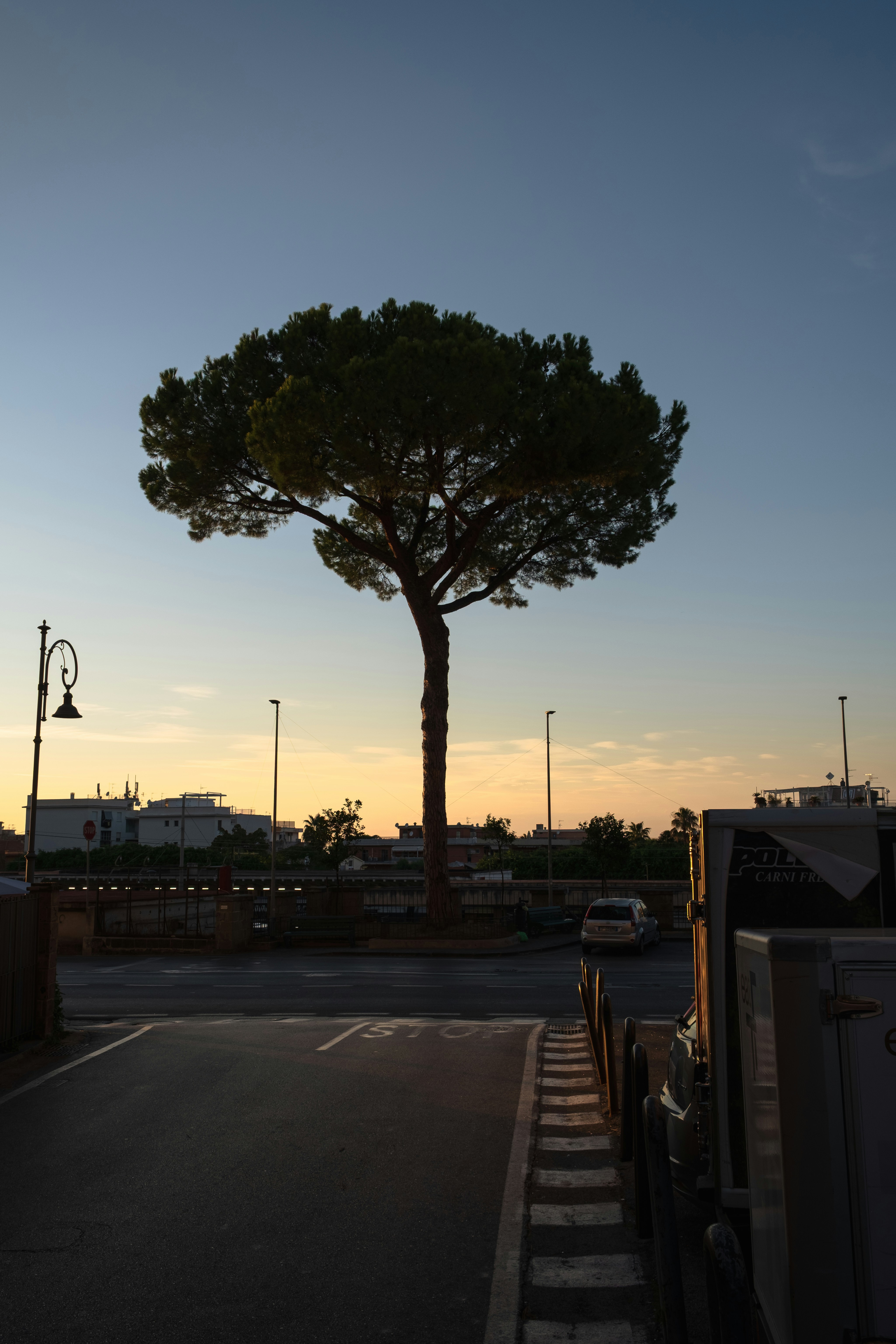 Lone Umbrella of Evening: A Tall Tree Above a Quiet Street