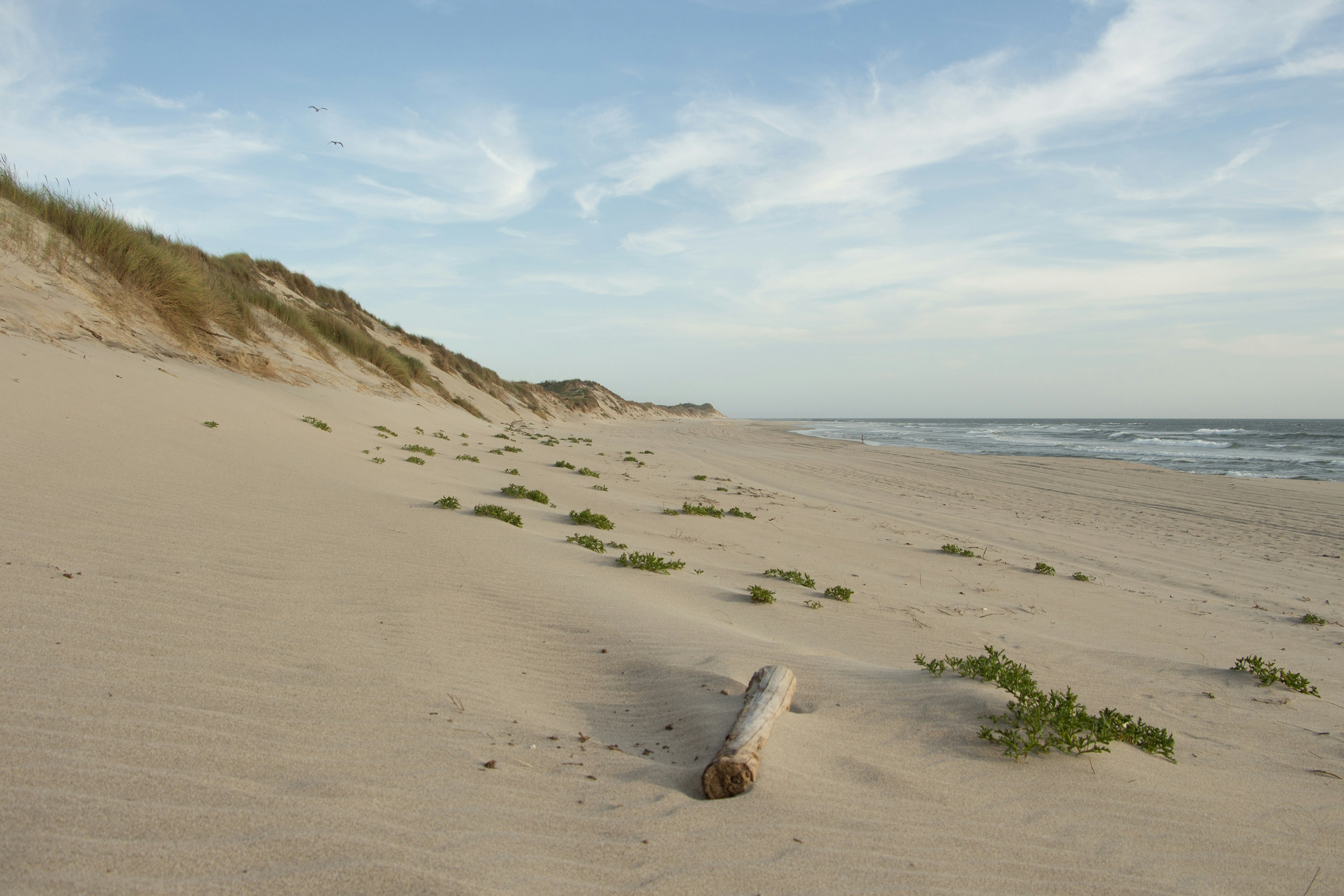 Driftwood on a Quiet Dune Sea