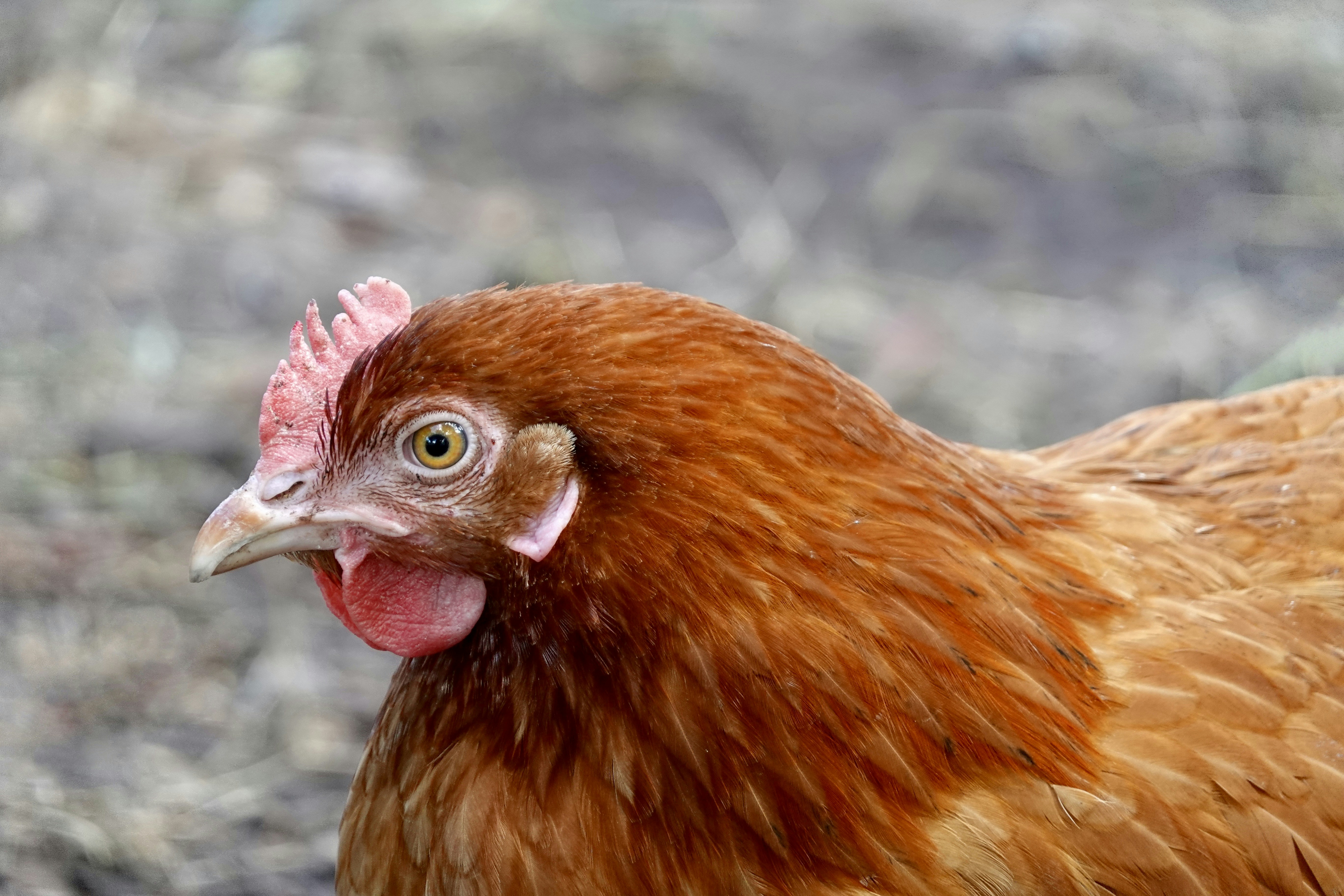 Rust-colored chicken head and upper neck in shallow outdoor setting, with focused eye and feather texture.