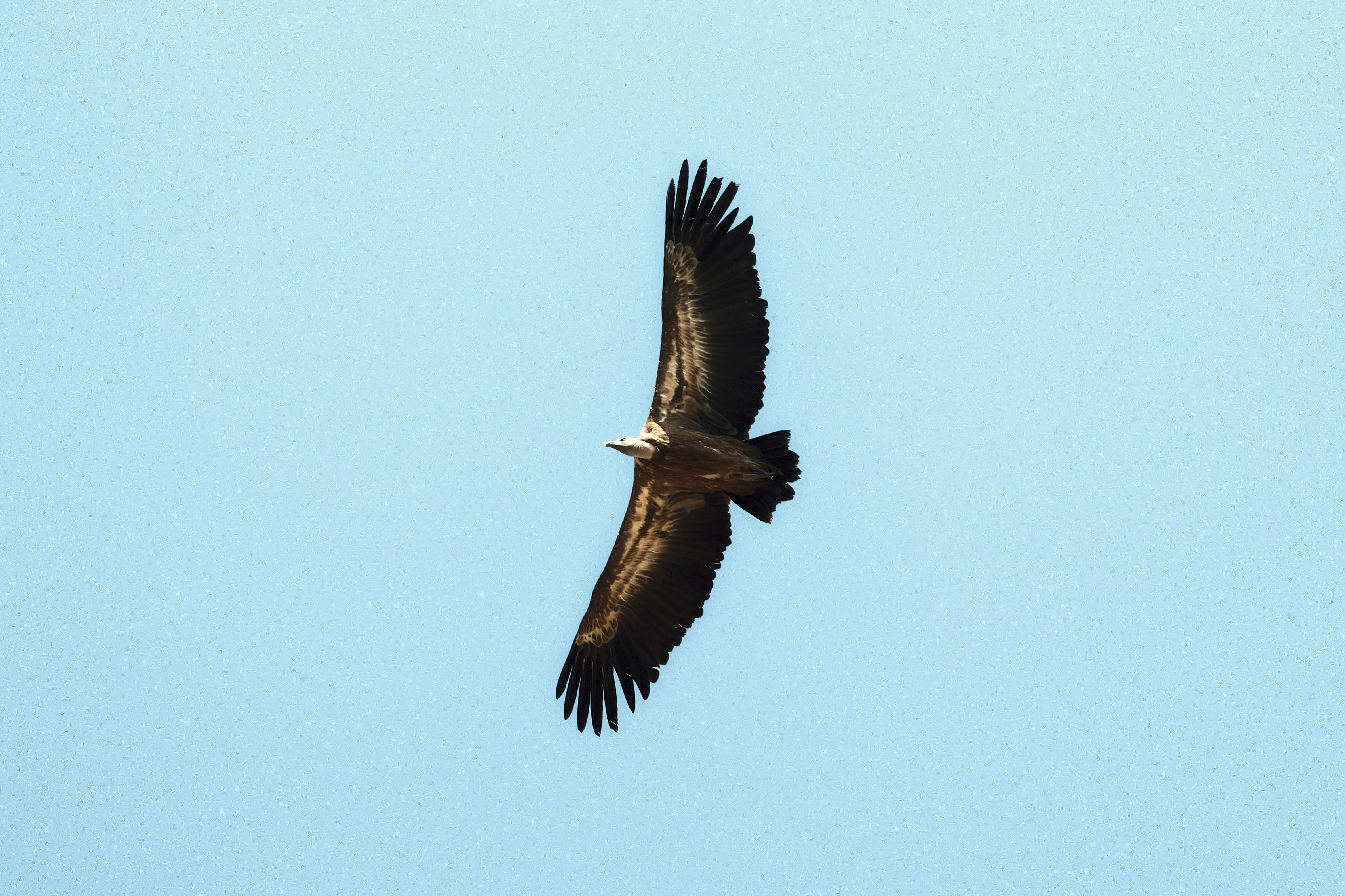 A lone eagle sails against a azure canvas