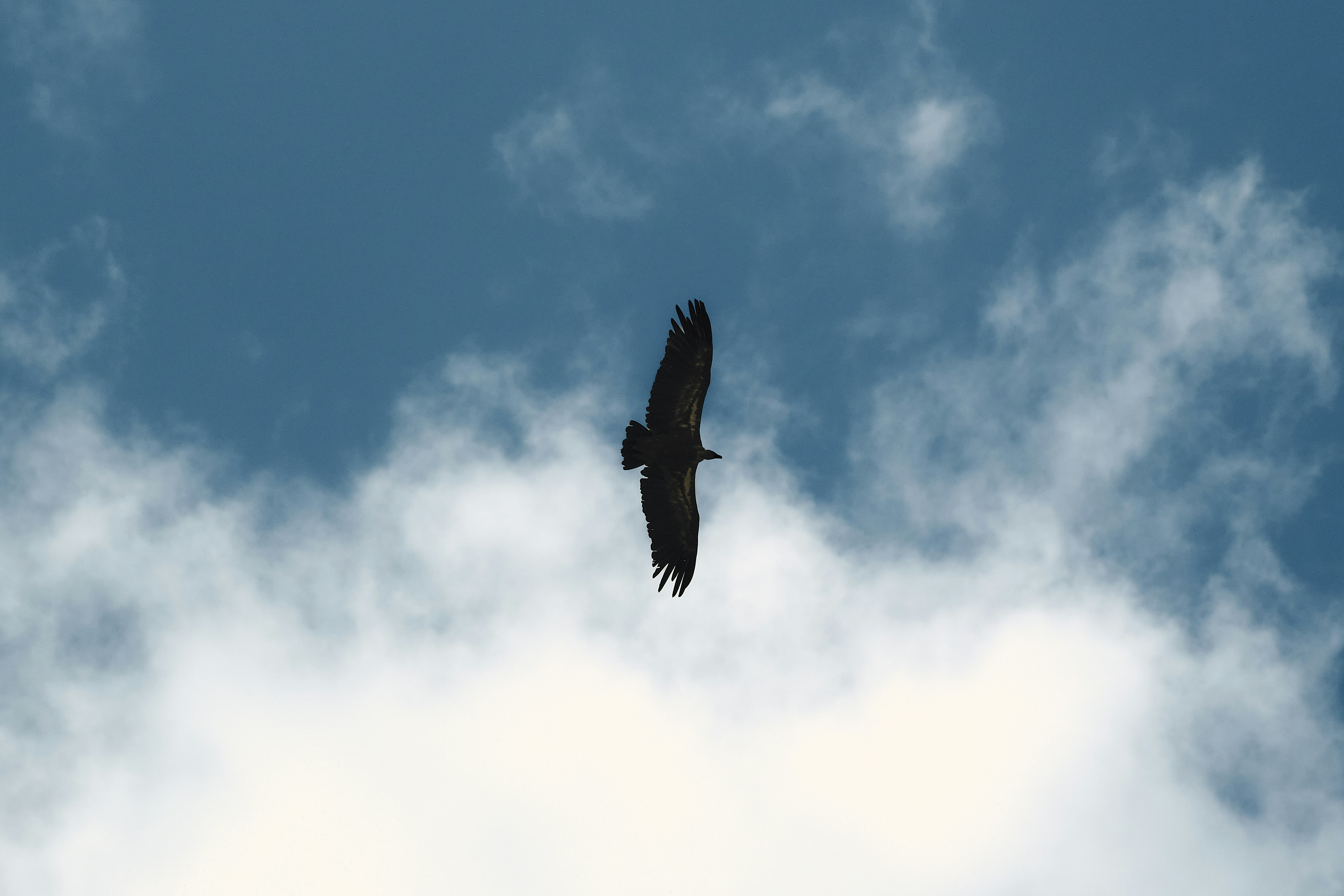 Silhouette Glide: A lone raptor against a sapphire sky