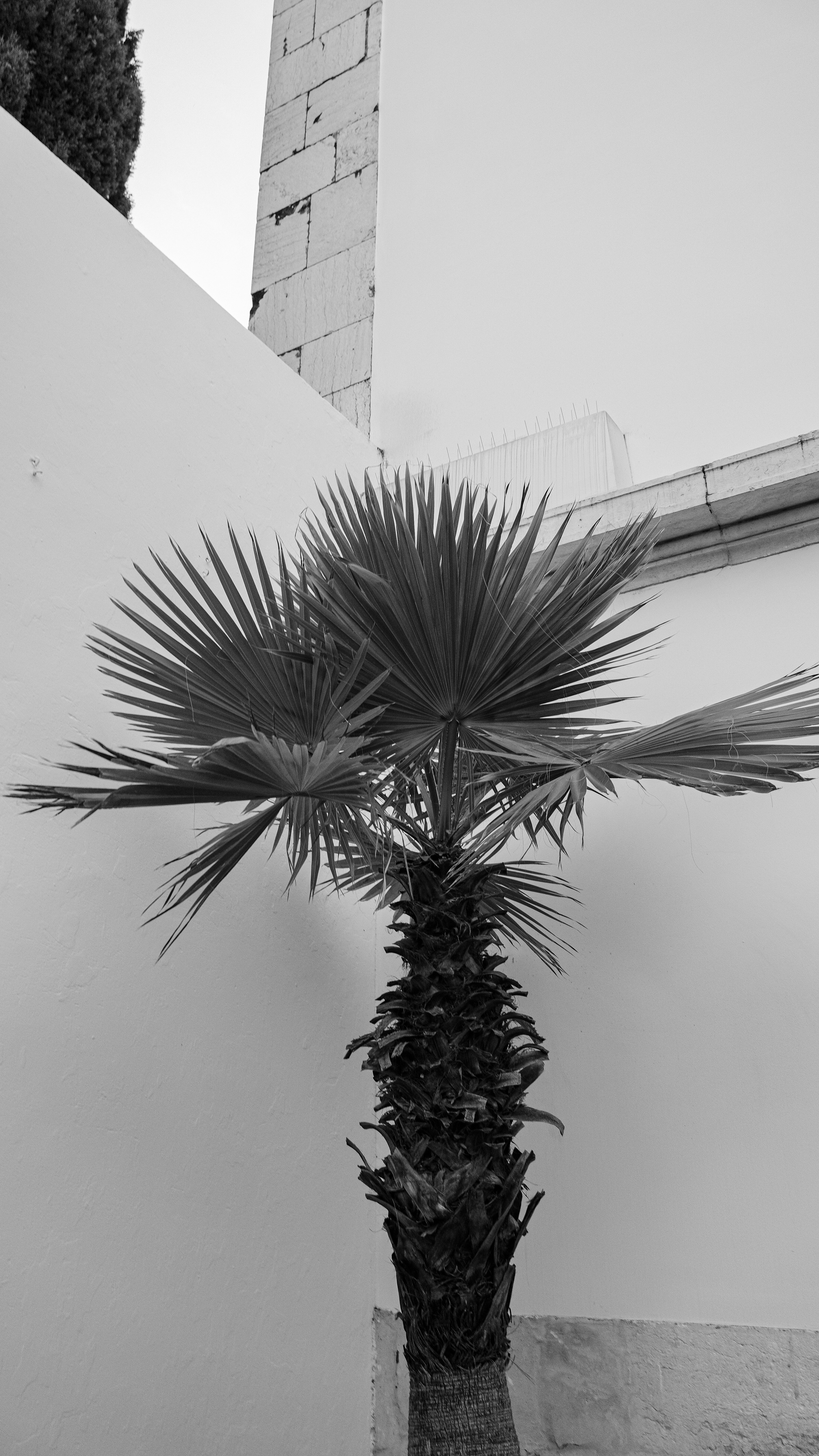 Palm in a Walled Corner: Minimalist Mono Architecture