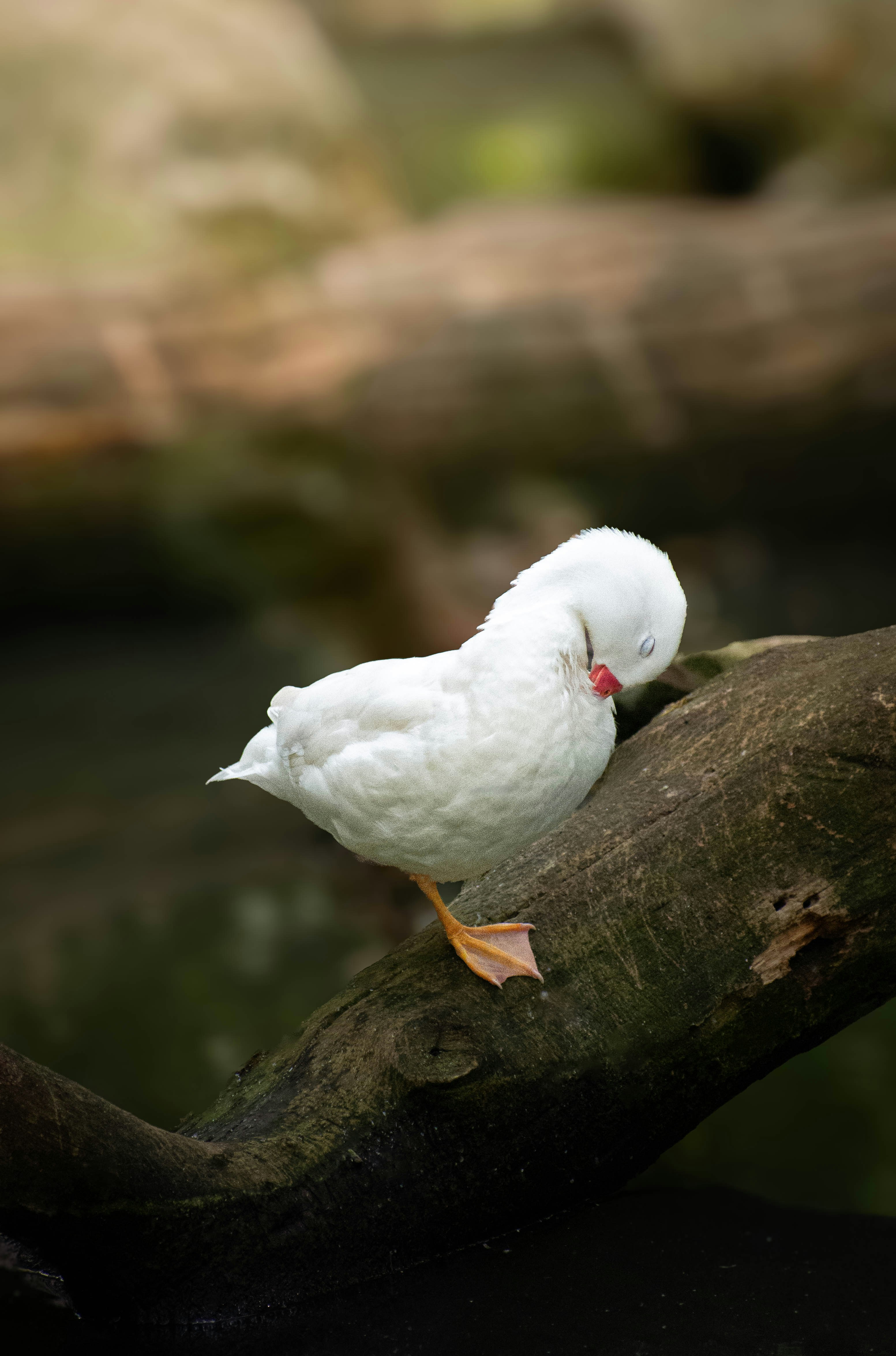 White Duck Perches on a Weathered Log