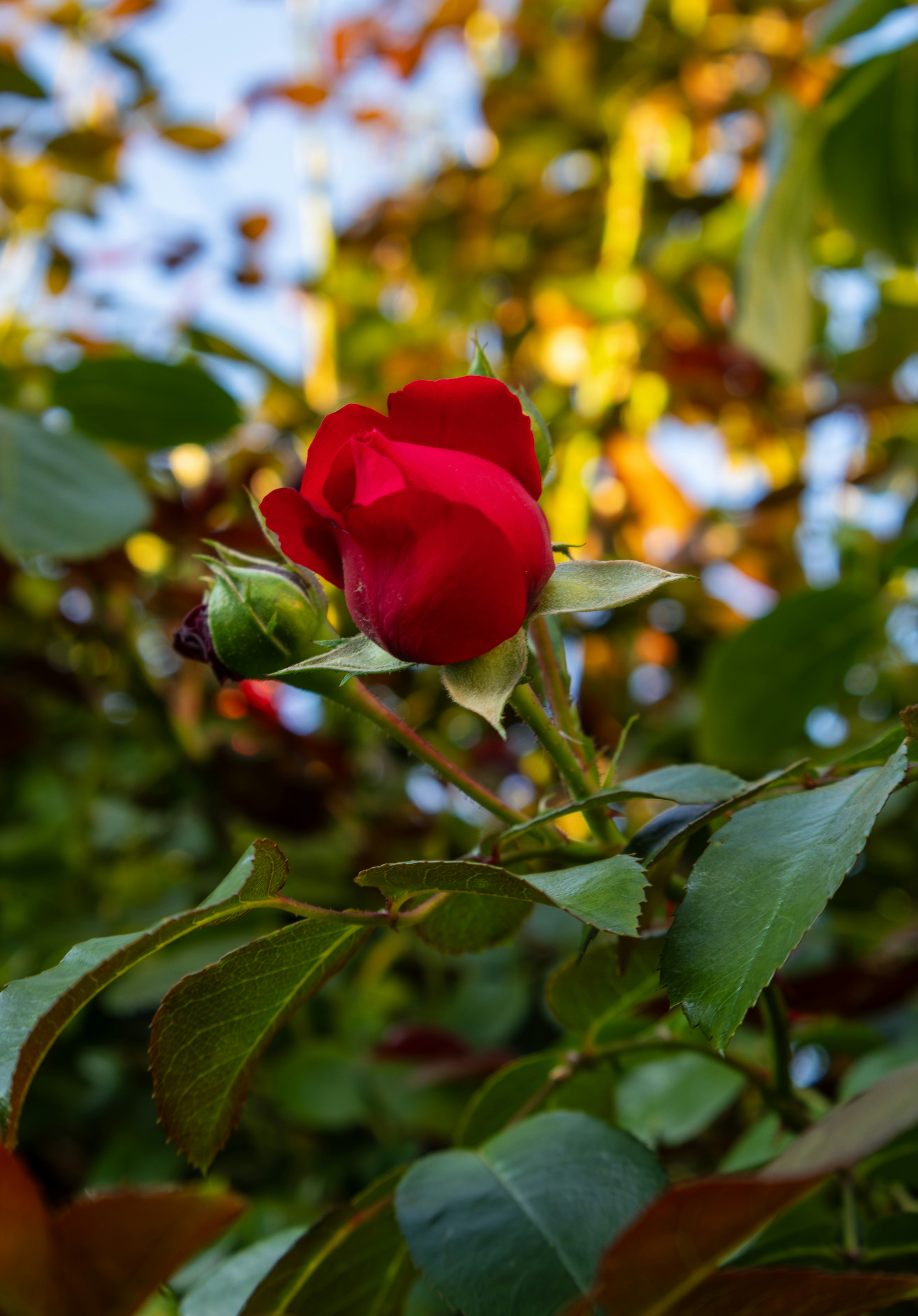 Red Rose in Focus: A Close-Up of Velvet Petals Amid Autumn Leaves