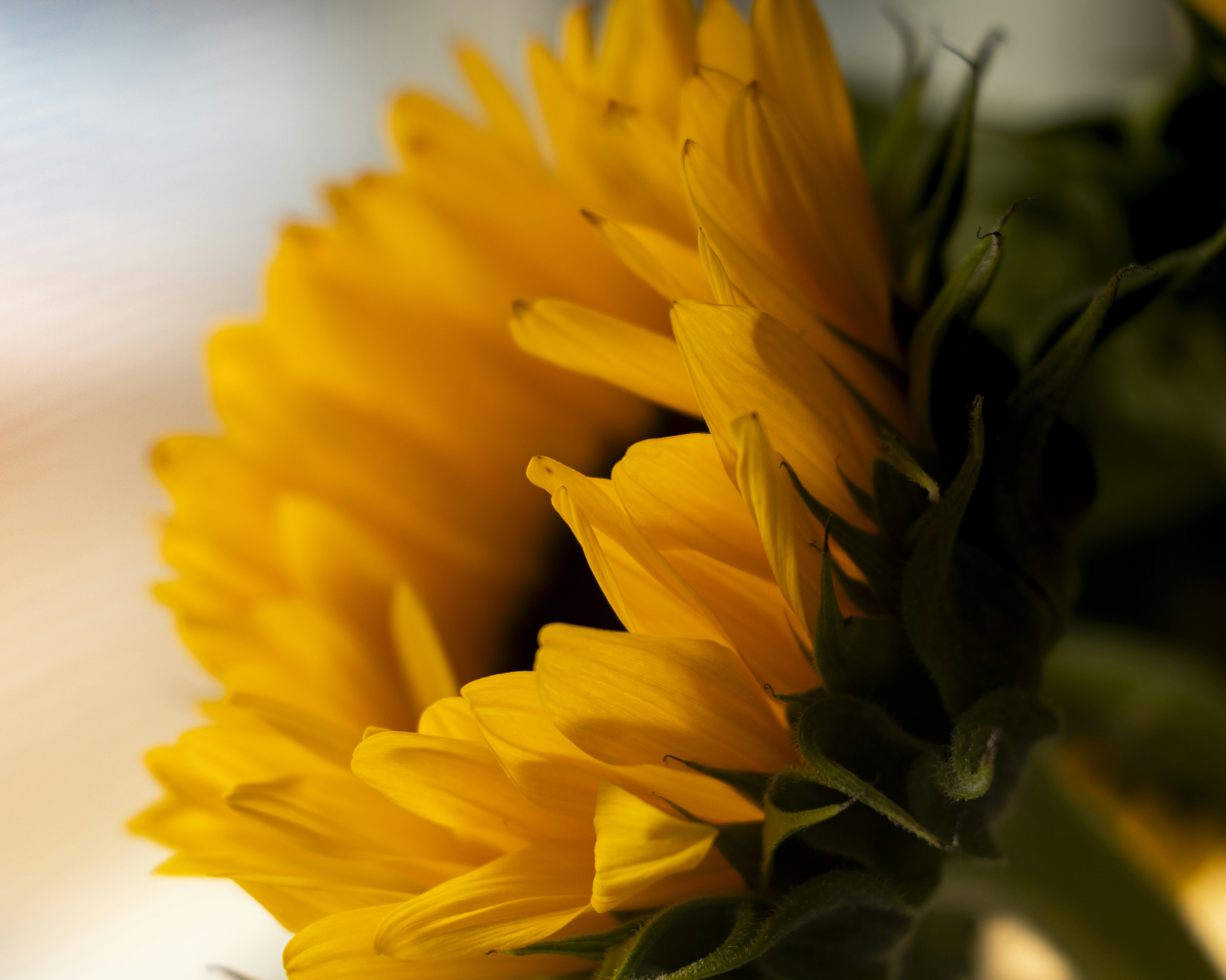 Sunlit Petals: A Close-Up of Golden Sunflower Flourish
