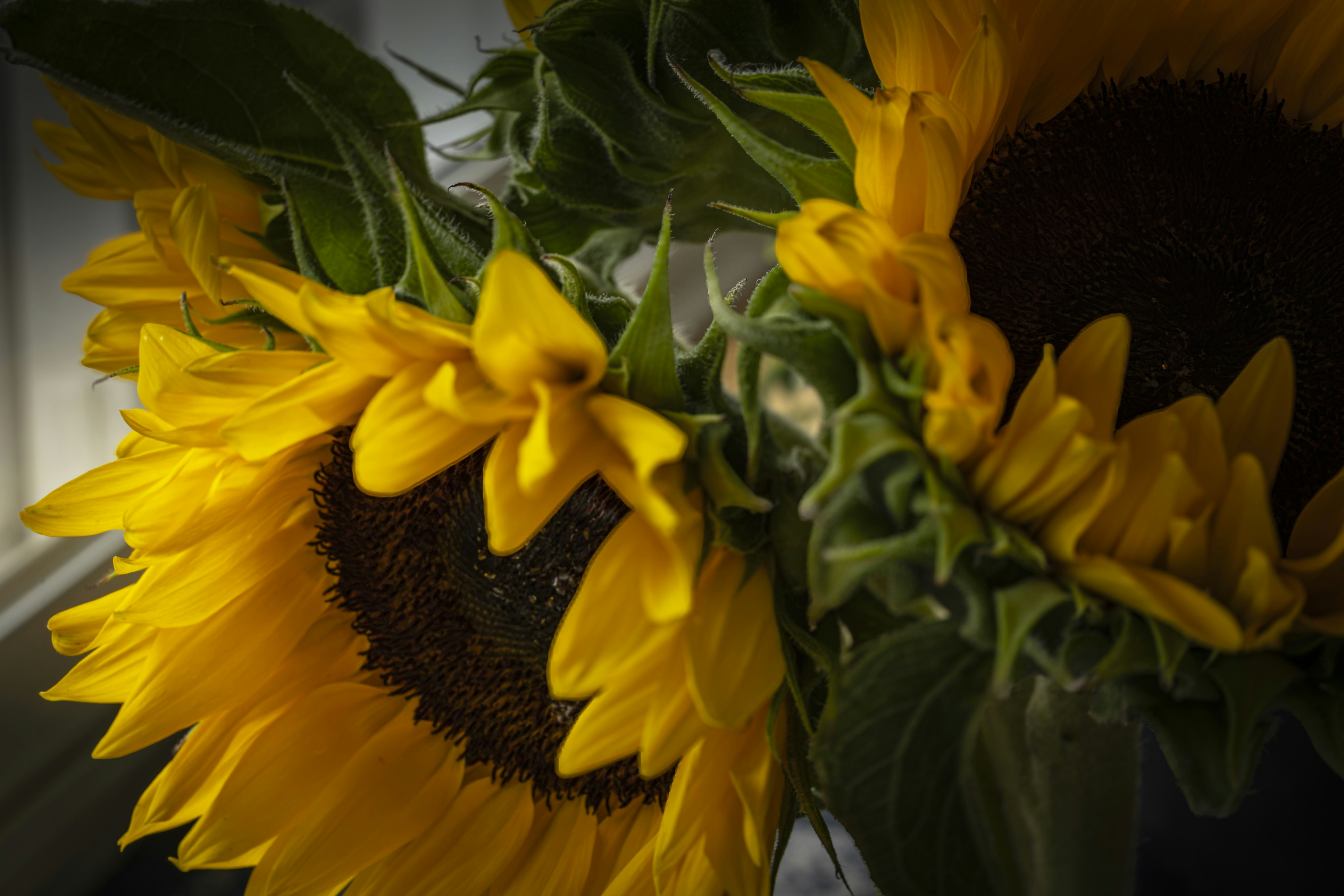 Two vibrant sunflowers fill the frame with rich yellow petals and dark centers, softly lit from the side to reveal texture and depth. Clearly a close-up floral still life with natural light.