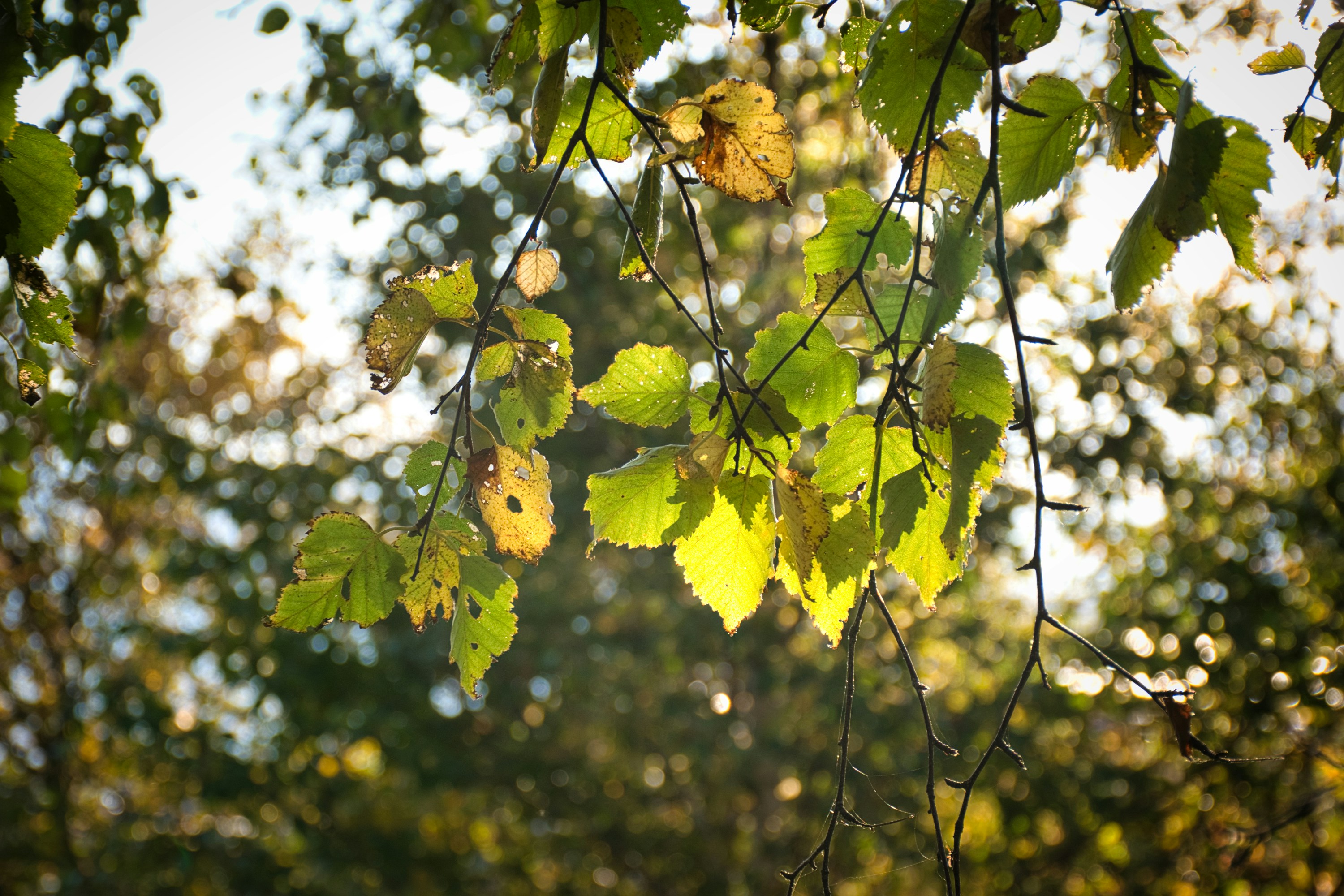 Sunlit Leaves: Autumn Highlight Against a Blurred Forest Backdrop