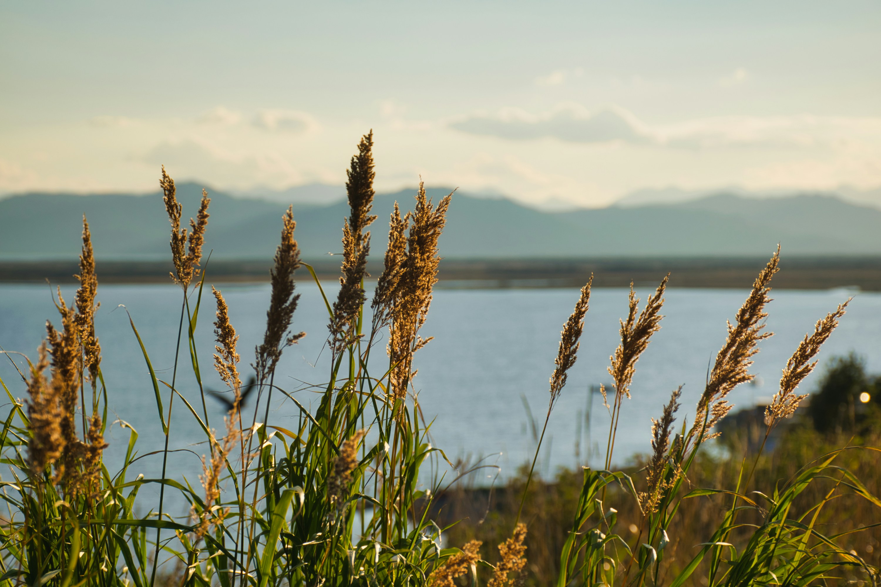 Golden Reeds by a Calm Lake at Dusk
