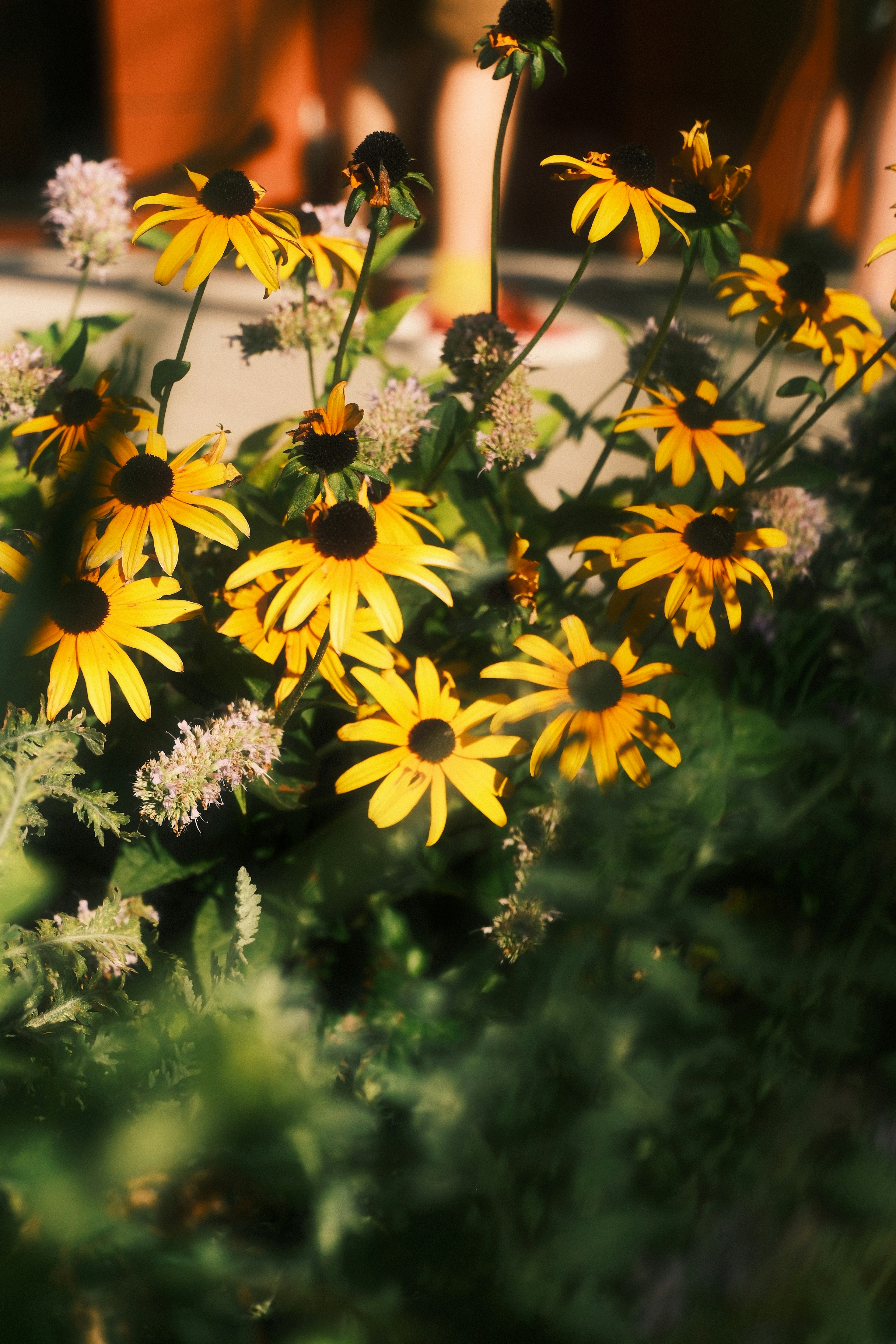 Sunlit Yellow Blooms Crowned in Gentle Blur